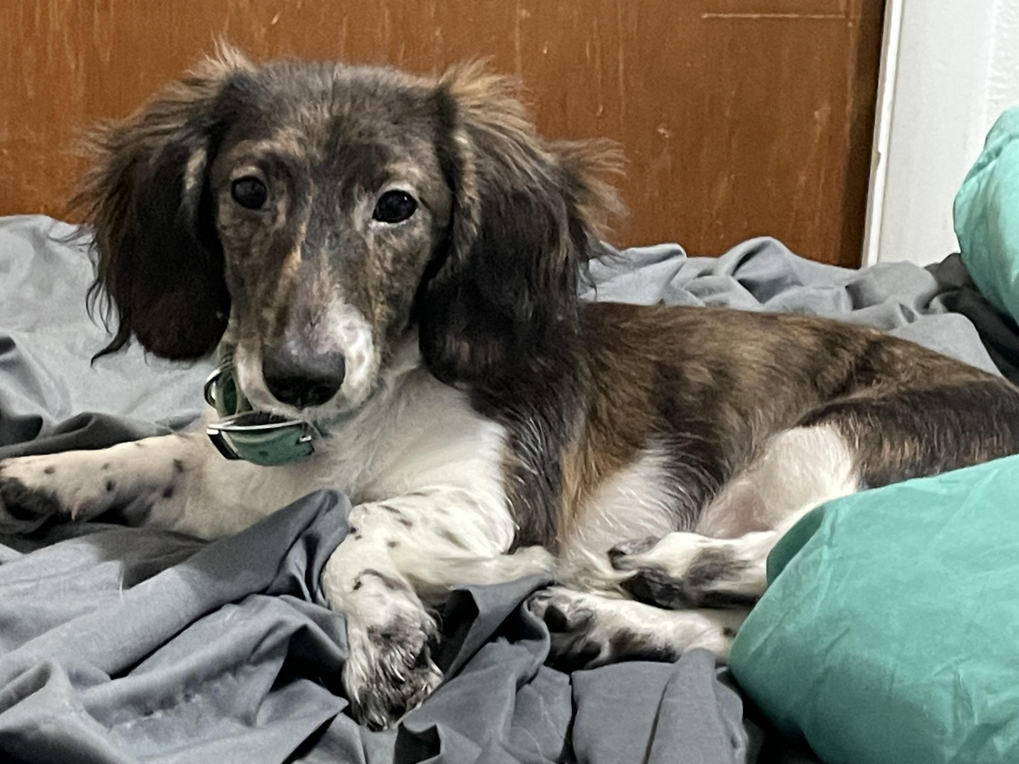 Hobby Horse Mini Doxies in Nevada | Dachshund puppies | Good Dog
