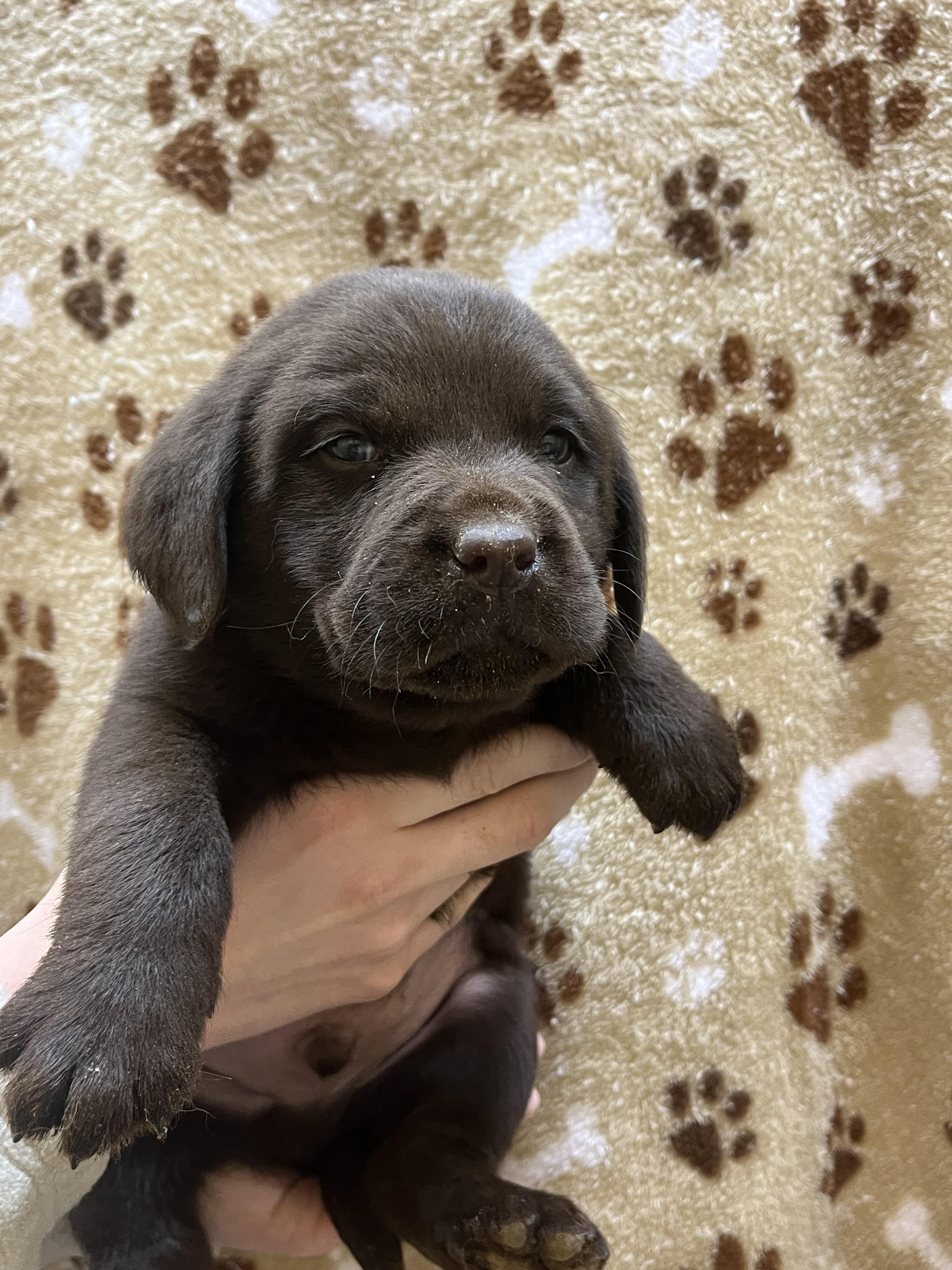 Russell Creek Labradors in Virginia | Labrador Retriever puppies | Good Dog