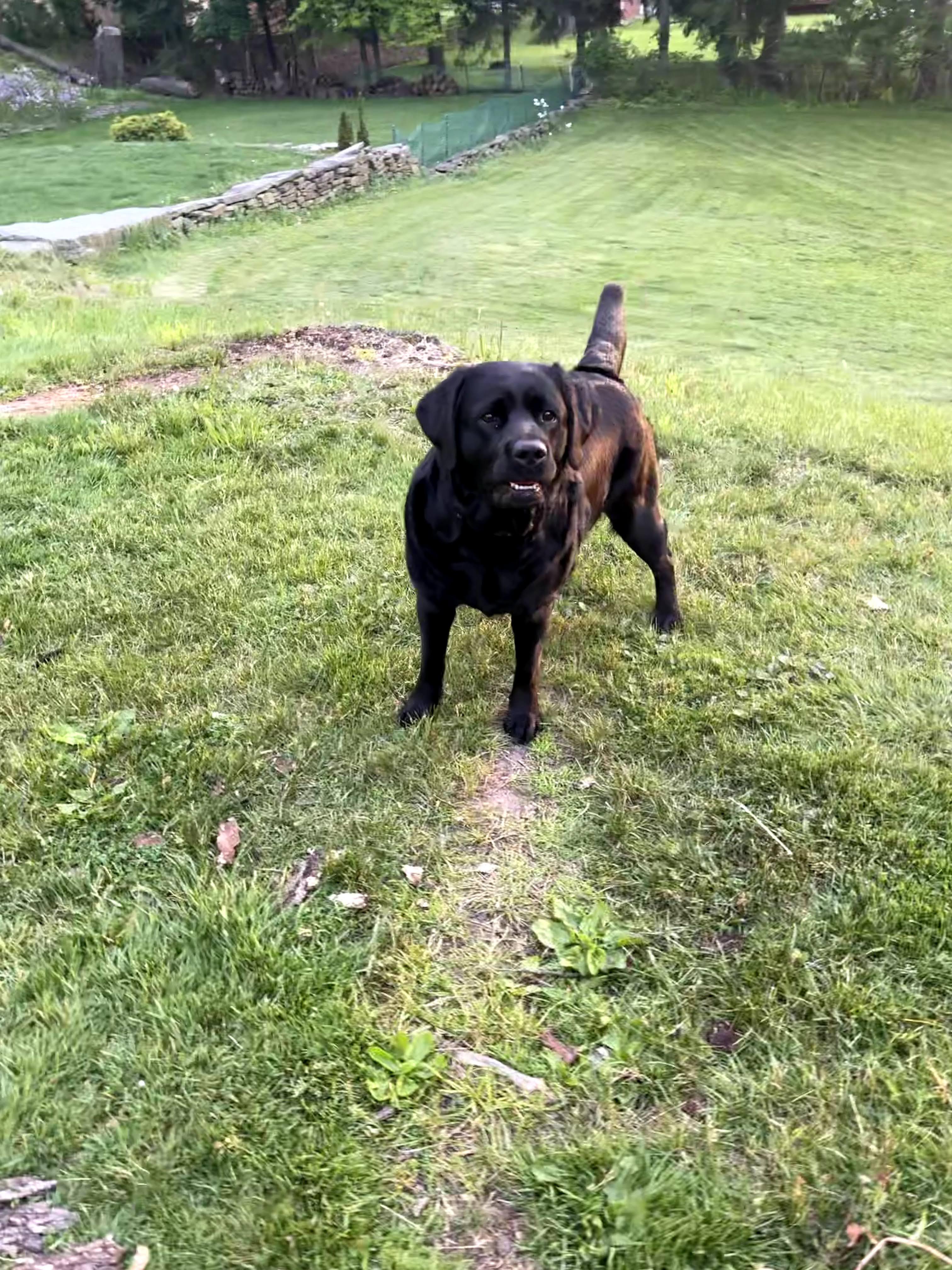 Outside Labrador Retrievers in New York | Labrador Retriever puppies ...