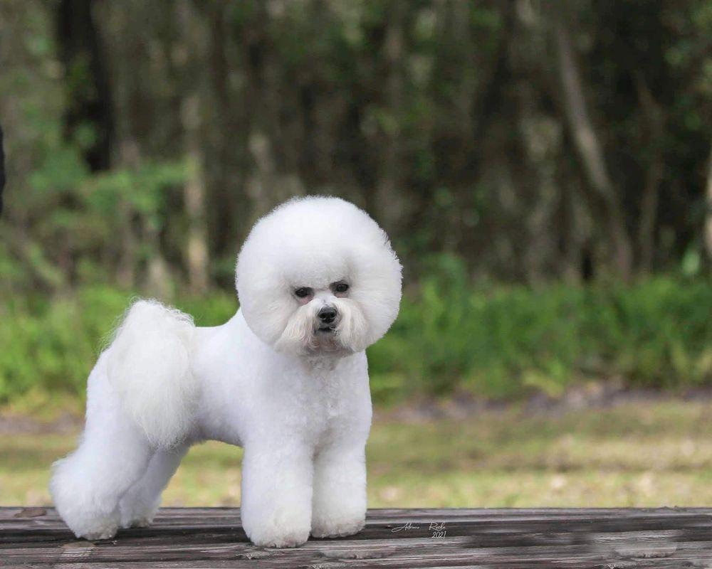 Charleston's Bichons in South Carolina | Bichon Frise puppies | Good Dog