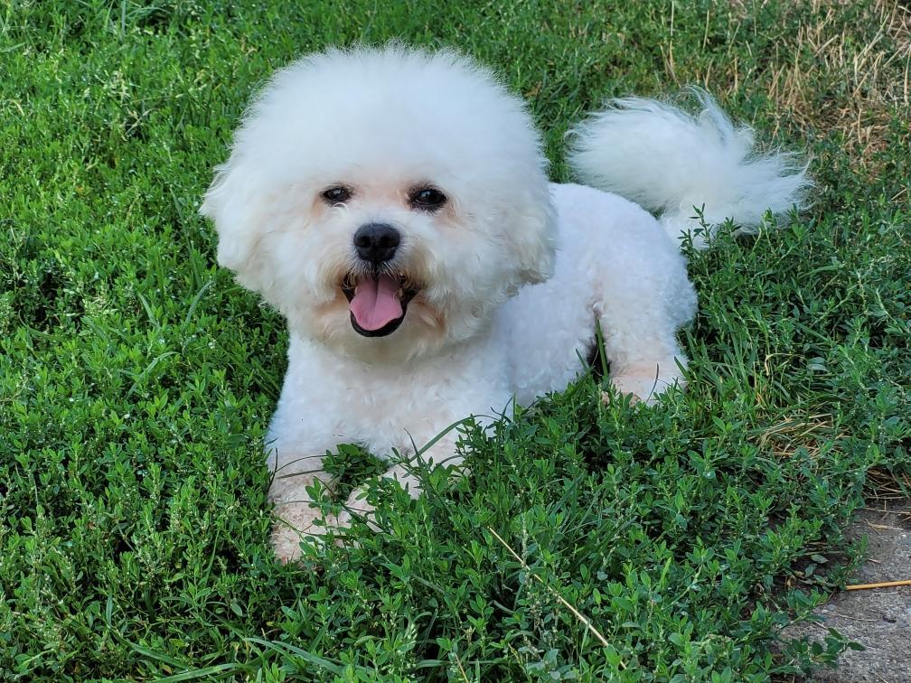Anna's Bichon Frise in Washington | Bichon Frise puppies | Good Dog
