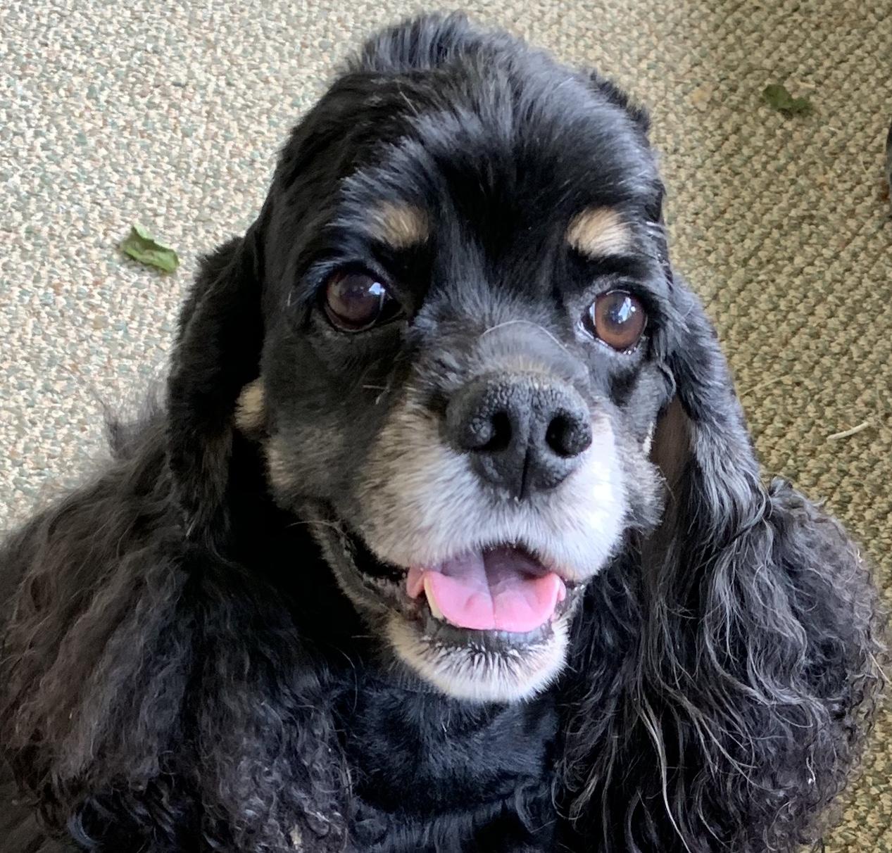 Amere Cocker Spaniels in Indiana | Cocker Spaniel puppies | Good Dog