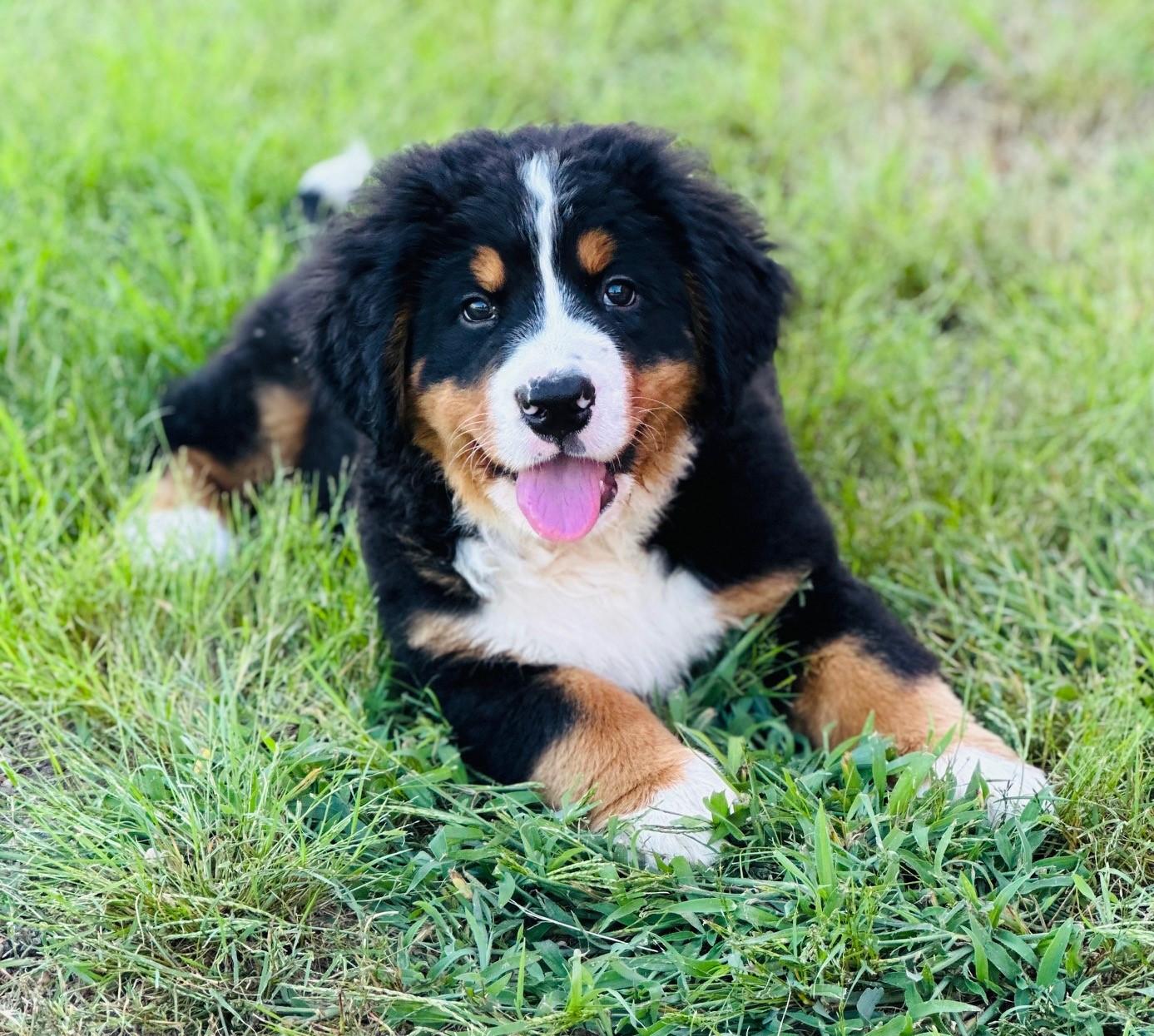 Iron Heart Berners in Nebraska | Bernese Mountain Dog puppies | Good Dog