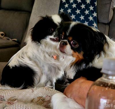 James' Japanese Chins in Florida | Japanese Chin puppies | Good Dog