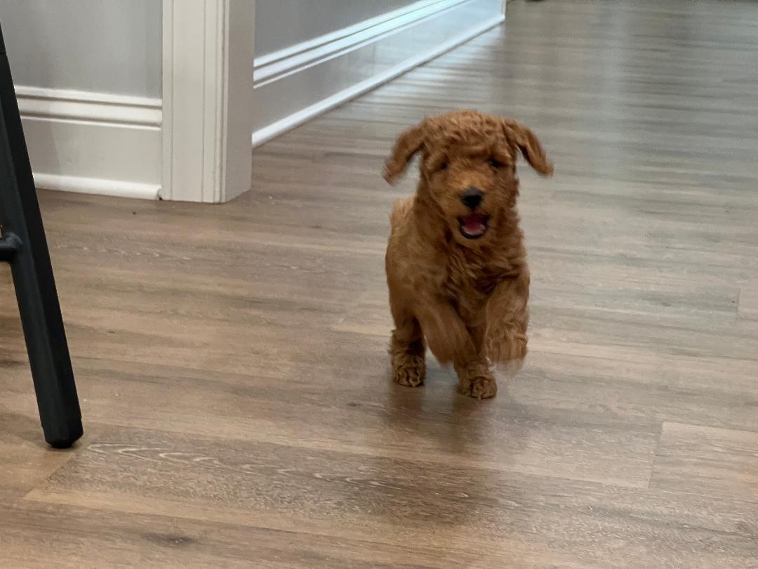 Diane Hawkins in North Carolina | Poodle puppies | Good Dog