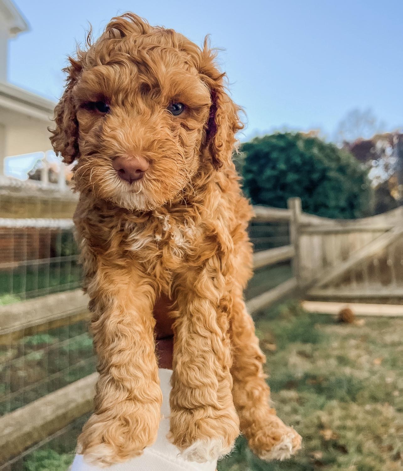 My Forever Best Friend in North Carolina | Cockapoo and Goldendoodle ...