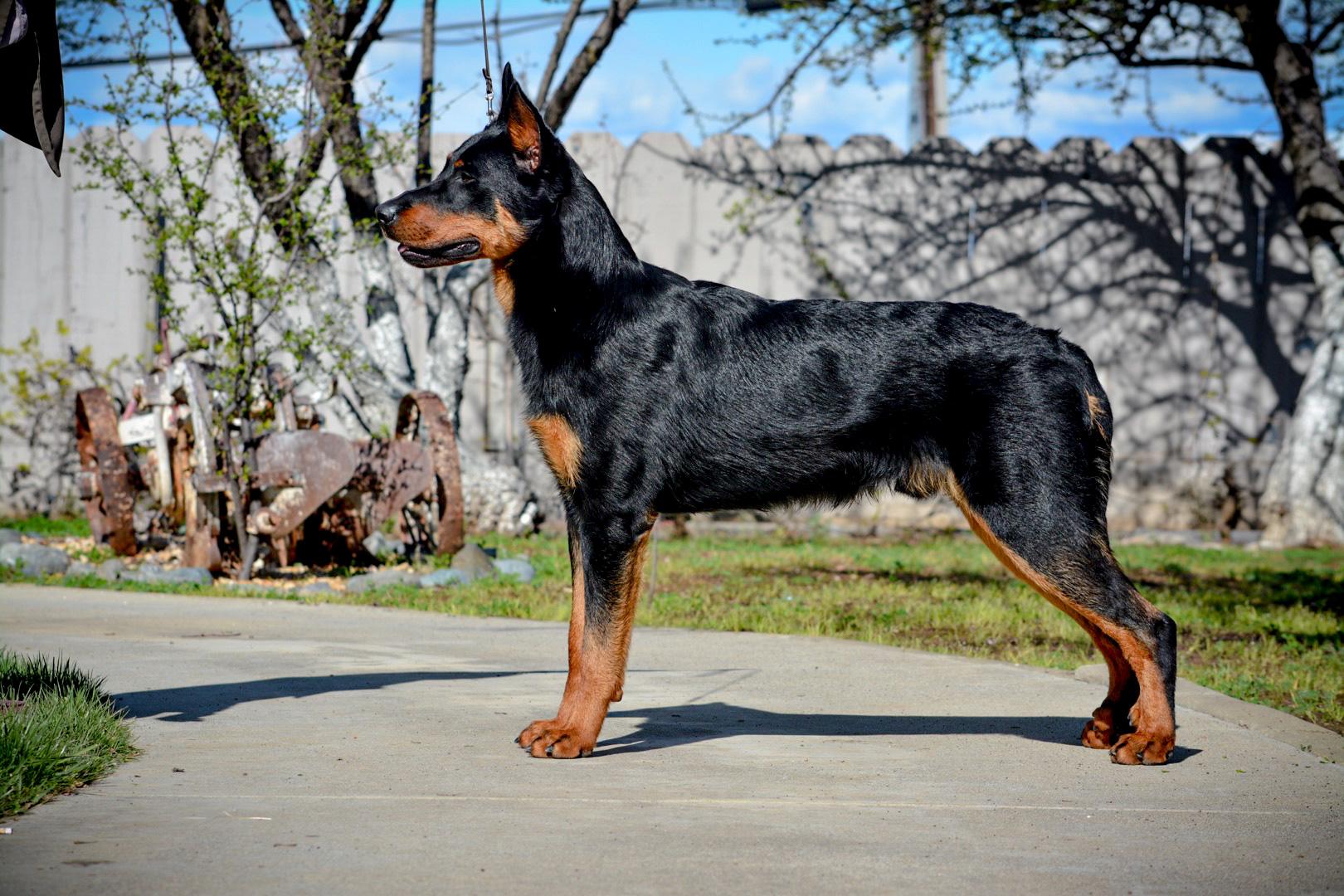 Svajonė Kennels in New Jersey | Beauceron and Cane Corso puppies | Good Dog