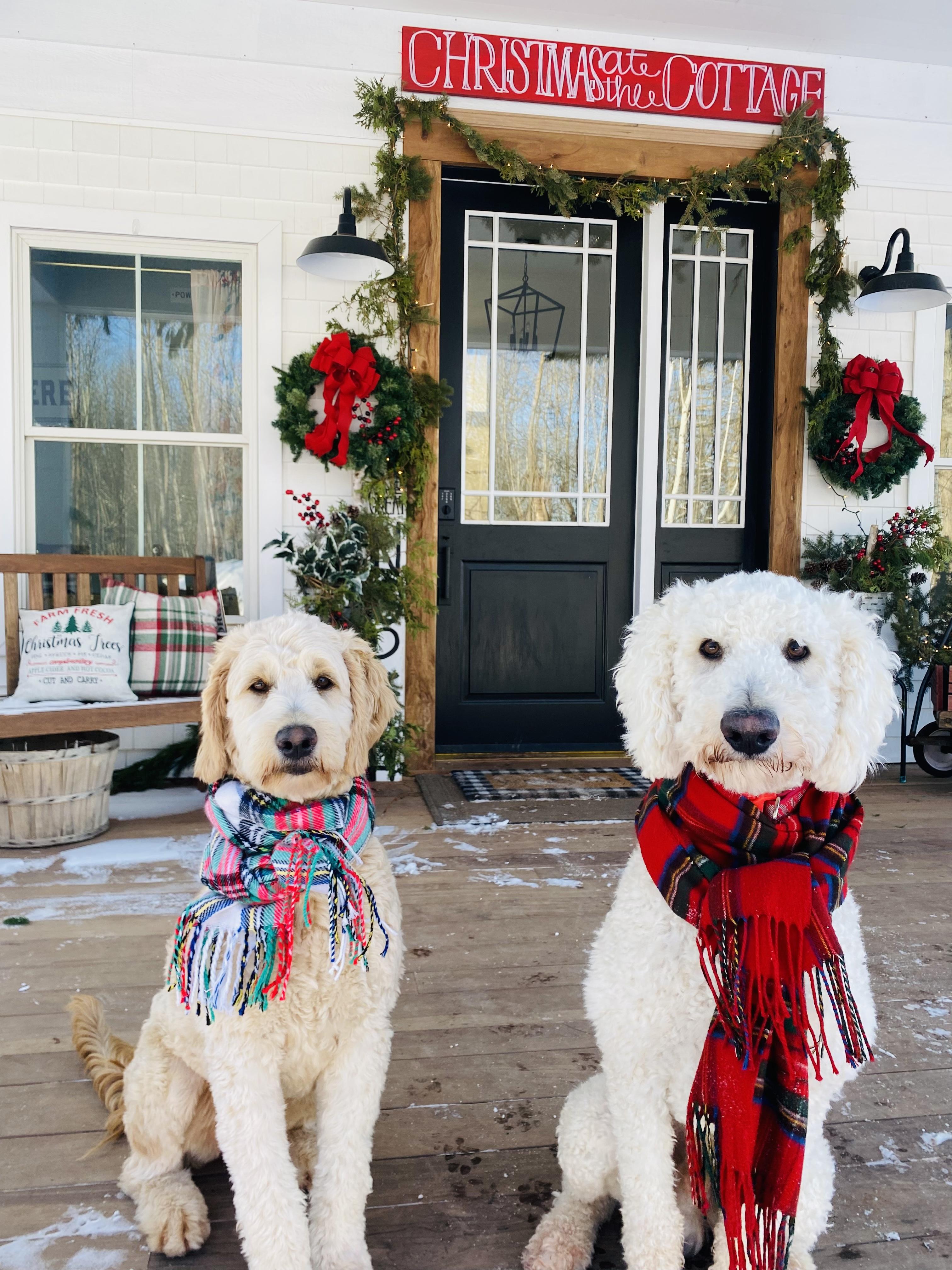 Lakeside Doodles MN in Minnesota | Goldendoodle puppies | Good Dog