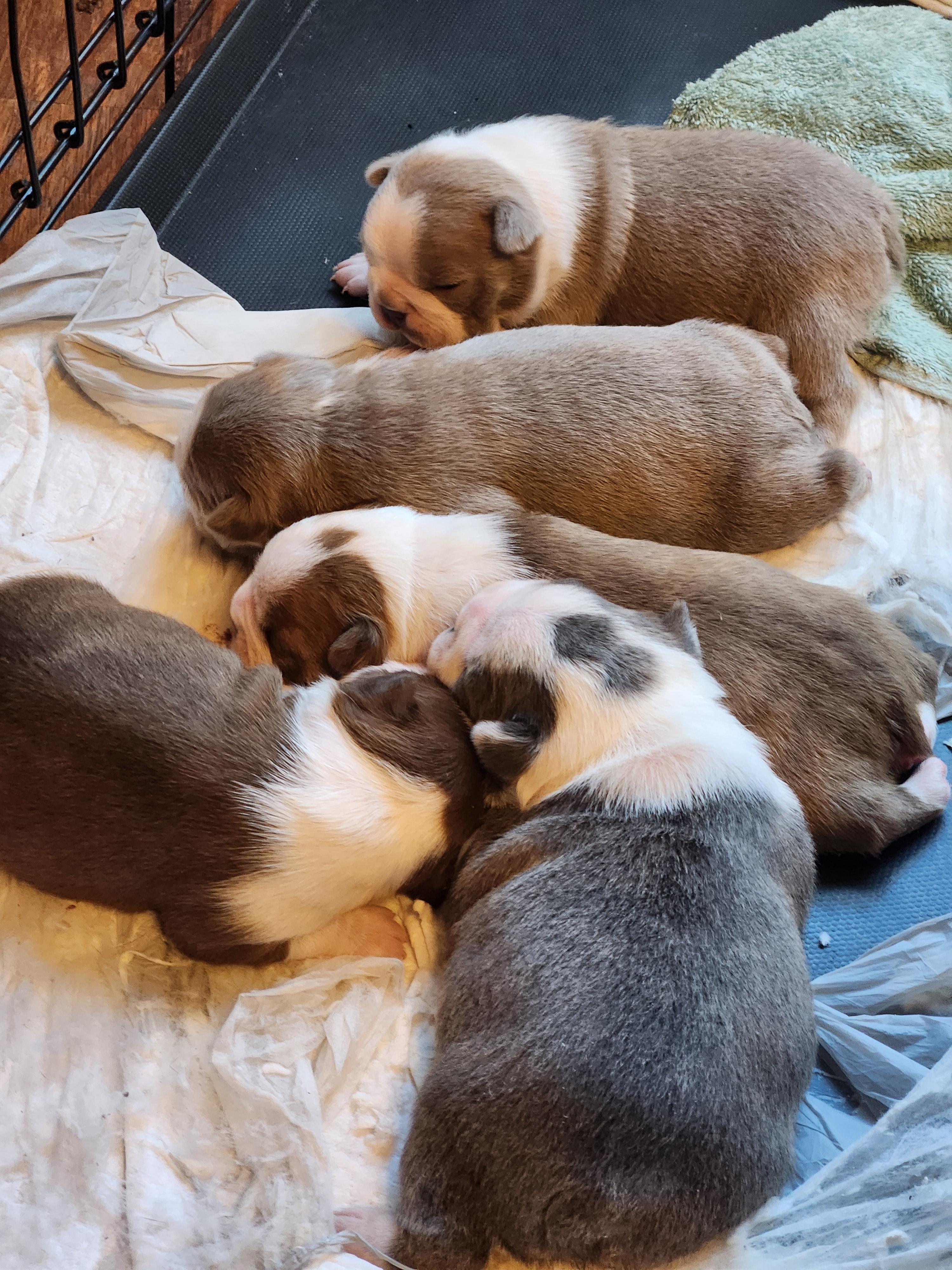 Bostic's Bostons in West Virginia | Boston Terrier puppies | Good Dog