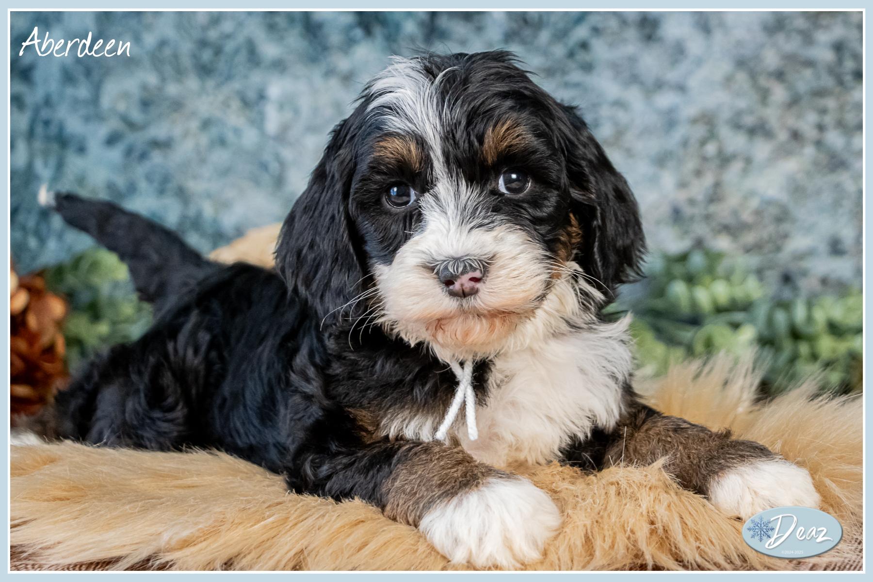 Deaz Doodle Ranch in Indiana | Bernedoodle, Cockapoo or Goldendoodle ...