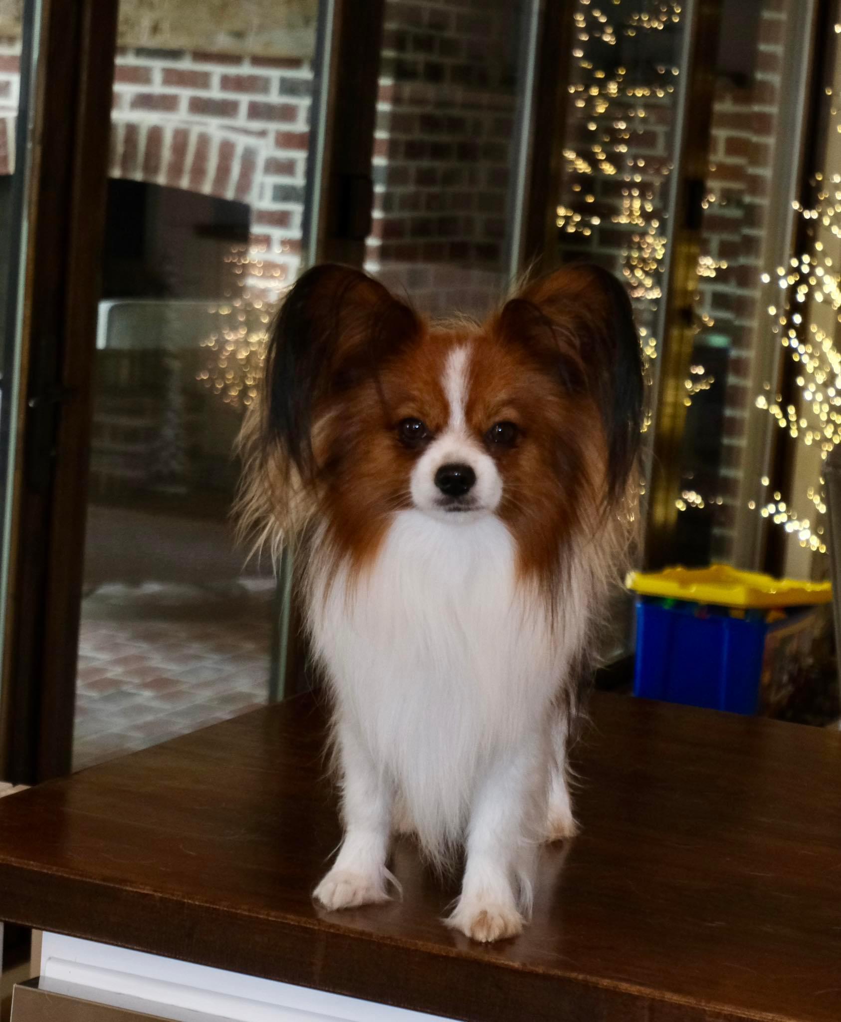Papillons in the Pines in North Carolina | Papillon puppies | Good Dog