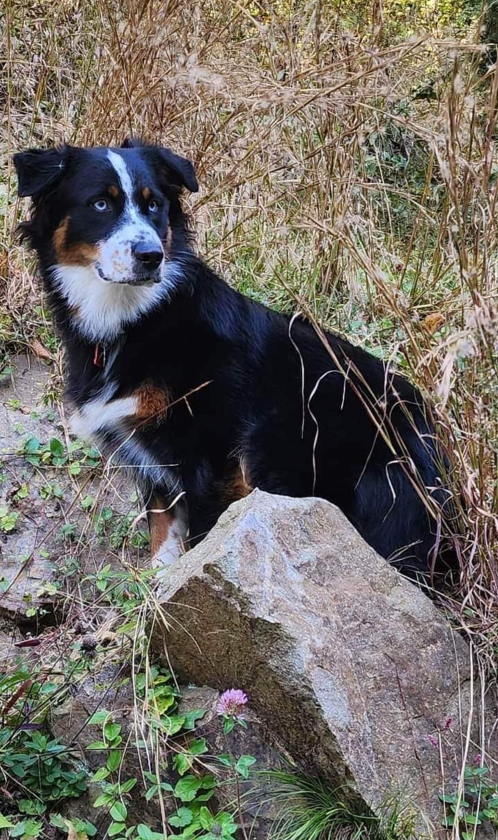 Arcadia Australian Shepherds in Pennsylvania | Australian Shepherd ...