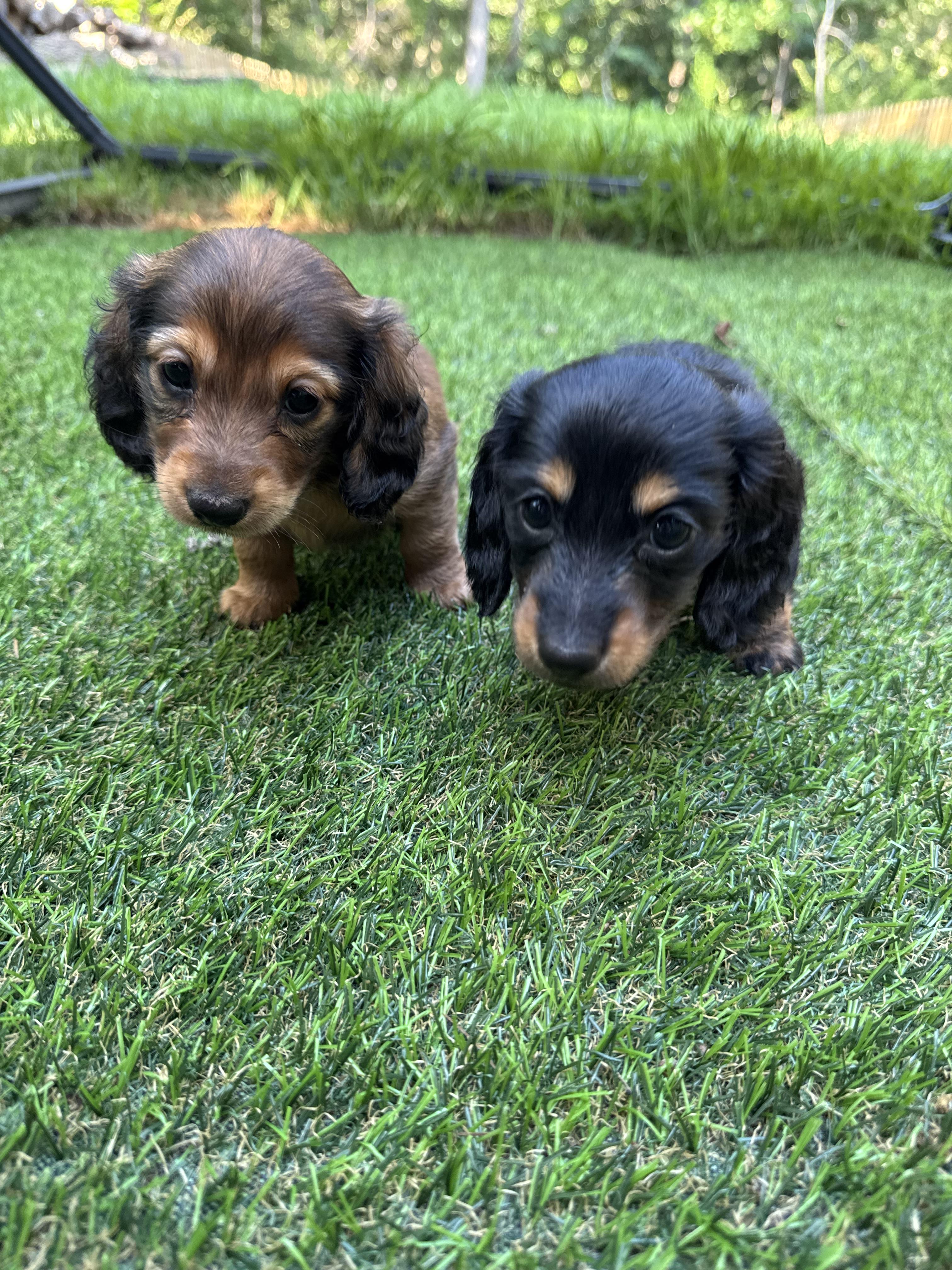 Mini Weenies in Missouri | Dachshund puppies | Good Dog
