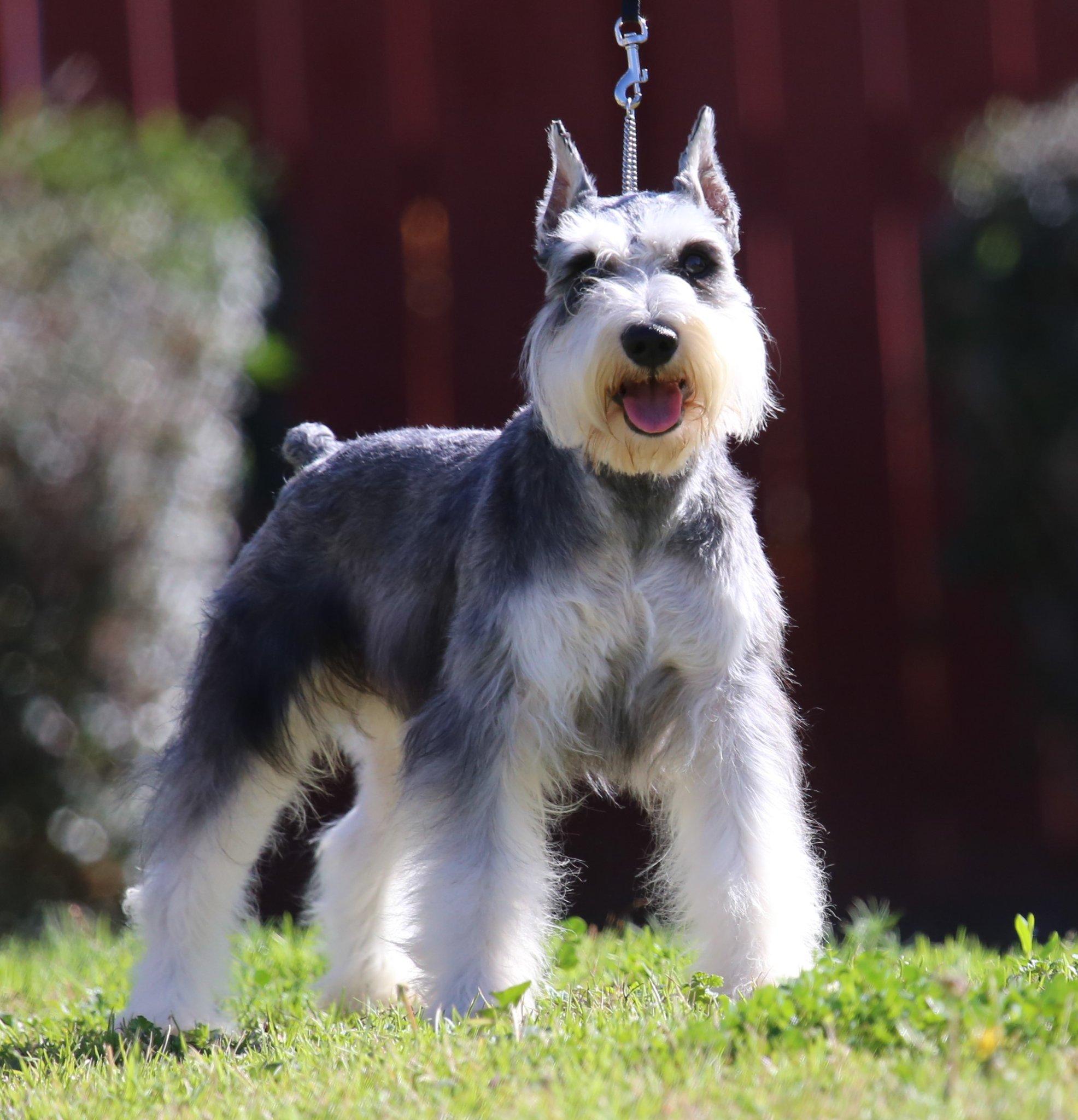 Rose Lane Schnauzers in California | Miniature Schnauzer puppies | Good Dog