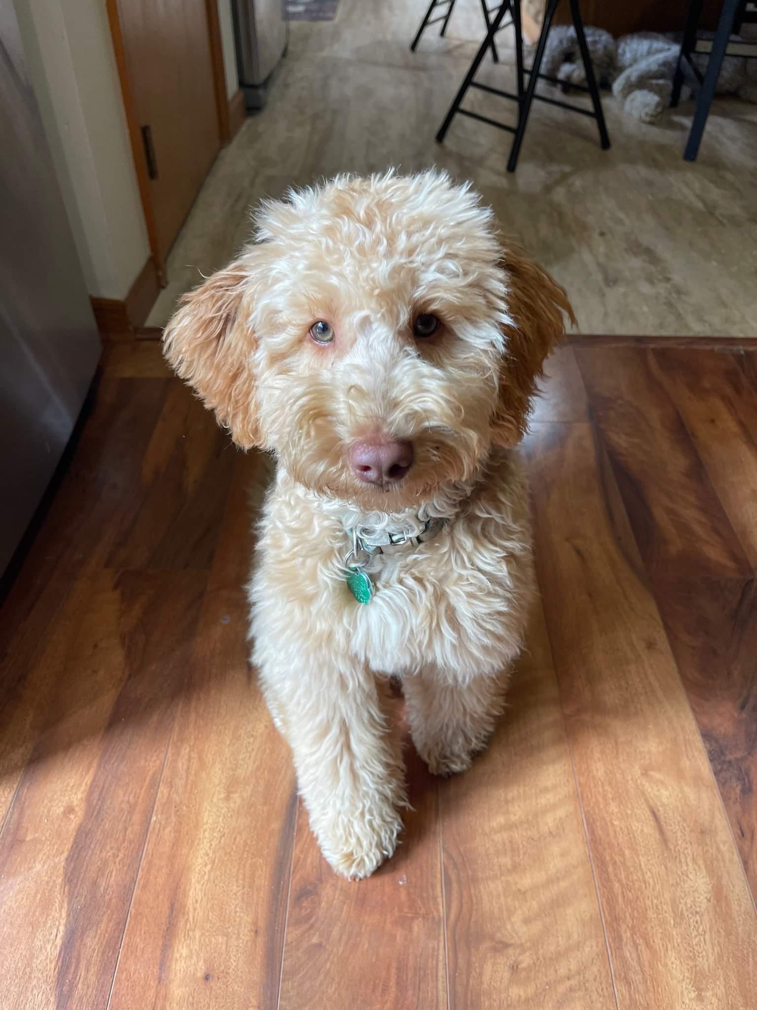 Ktdoodles in Ohio | Australian Labradoodle puppies | Good Dog