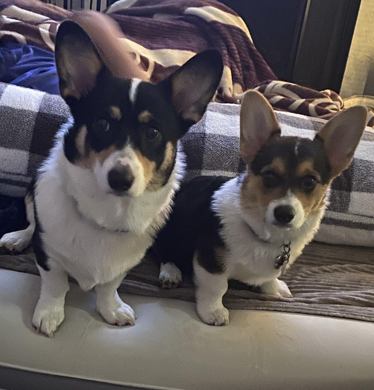 Rocking MAD Corgis in Texas | Pembroke Welsh Corgi puppies | Good Dog