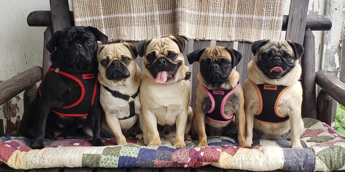 Hug a Pug LLC in New York | Pug puppies | Good Dog