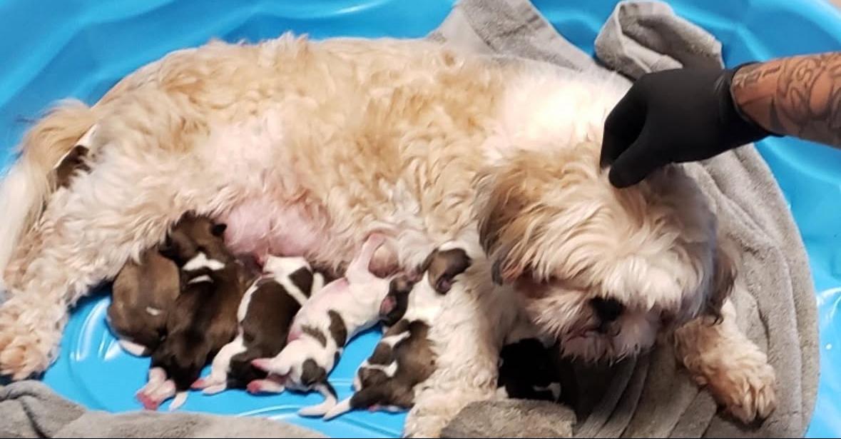 Shih_doodle_Co in California | Poodle, Shih Tzu or Shihpoo puppies ...