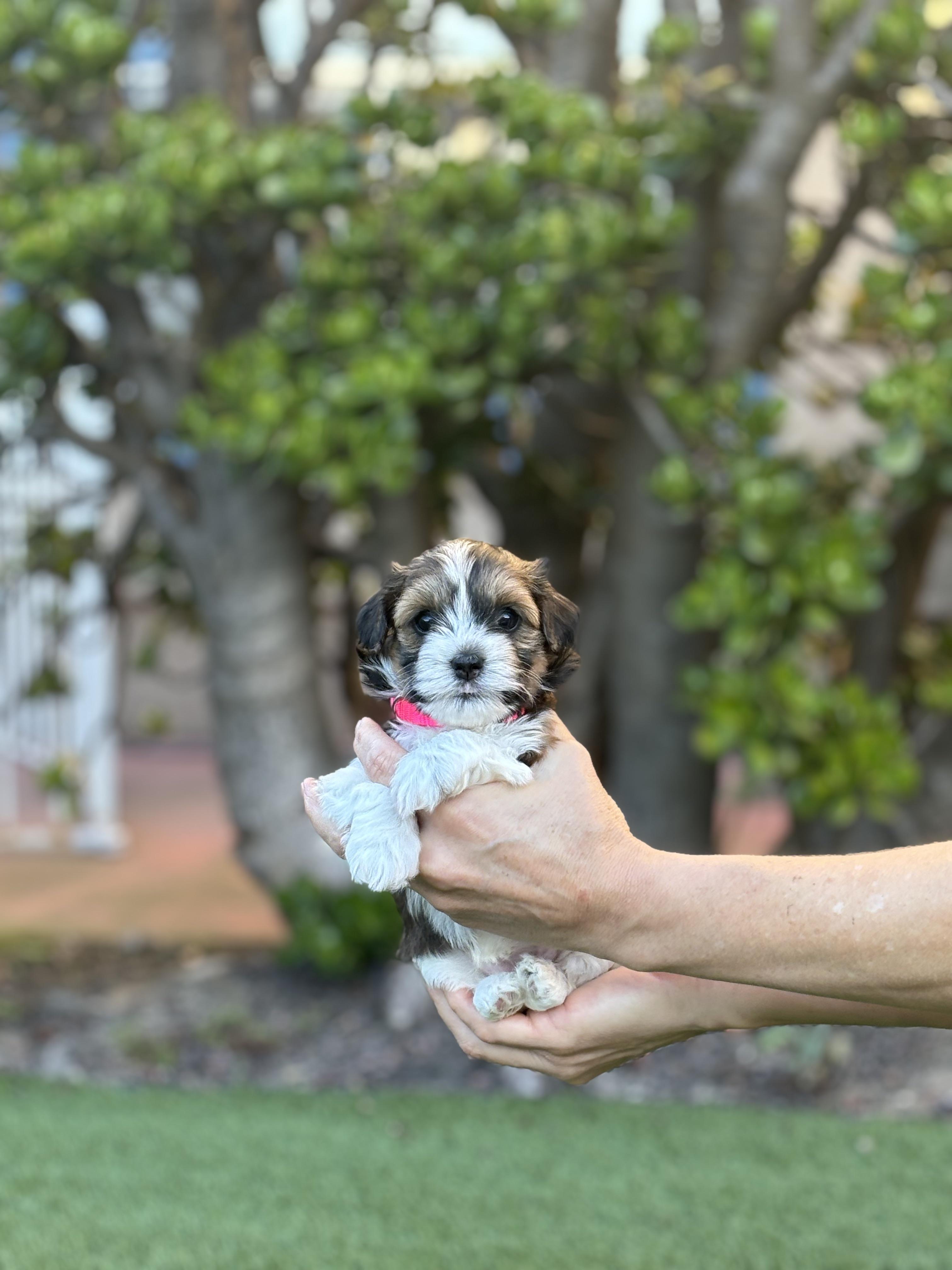 Harris Havanese in California | Havanese puppies | Good Dog