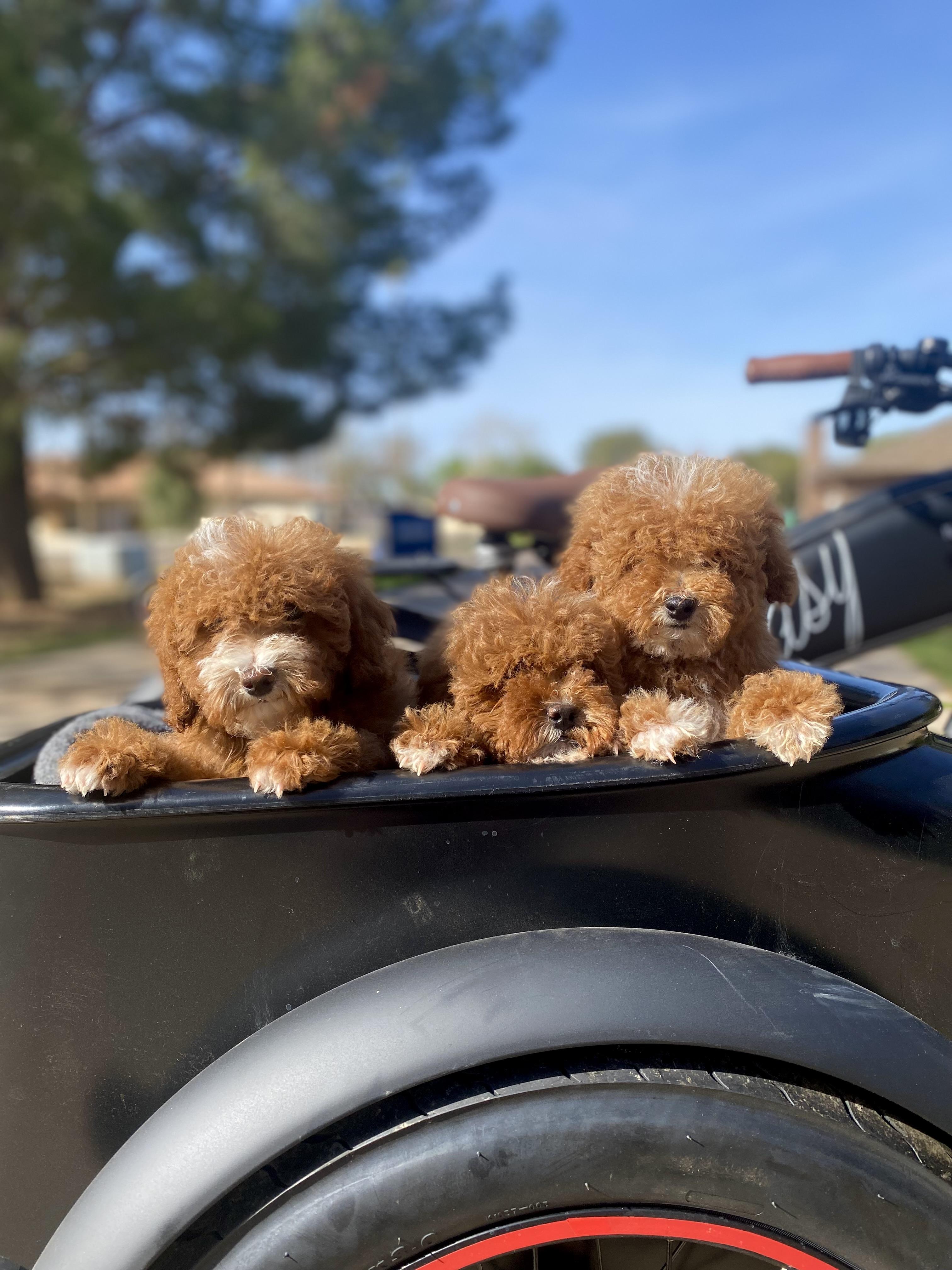 Neely Family Poodles in Arizona | Poodle puppies | Good Dog