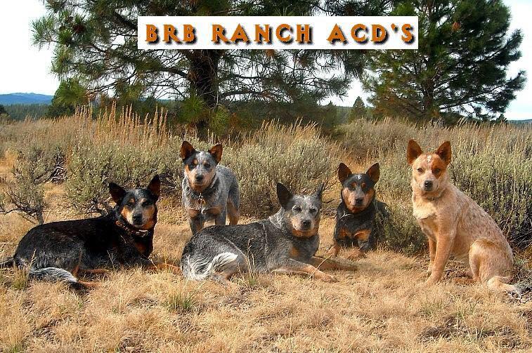 BRB Ranch ACDs in Nevada | Australian Cattle Dog puppies | Good Dog