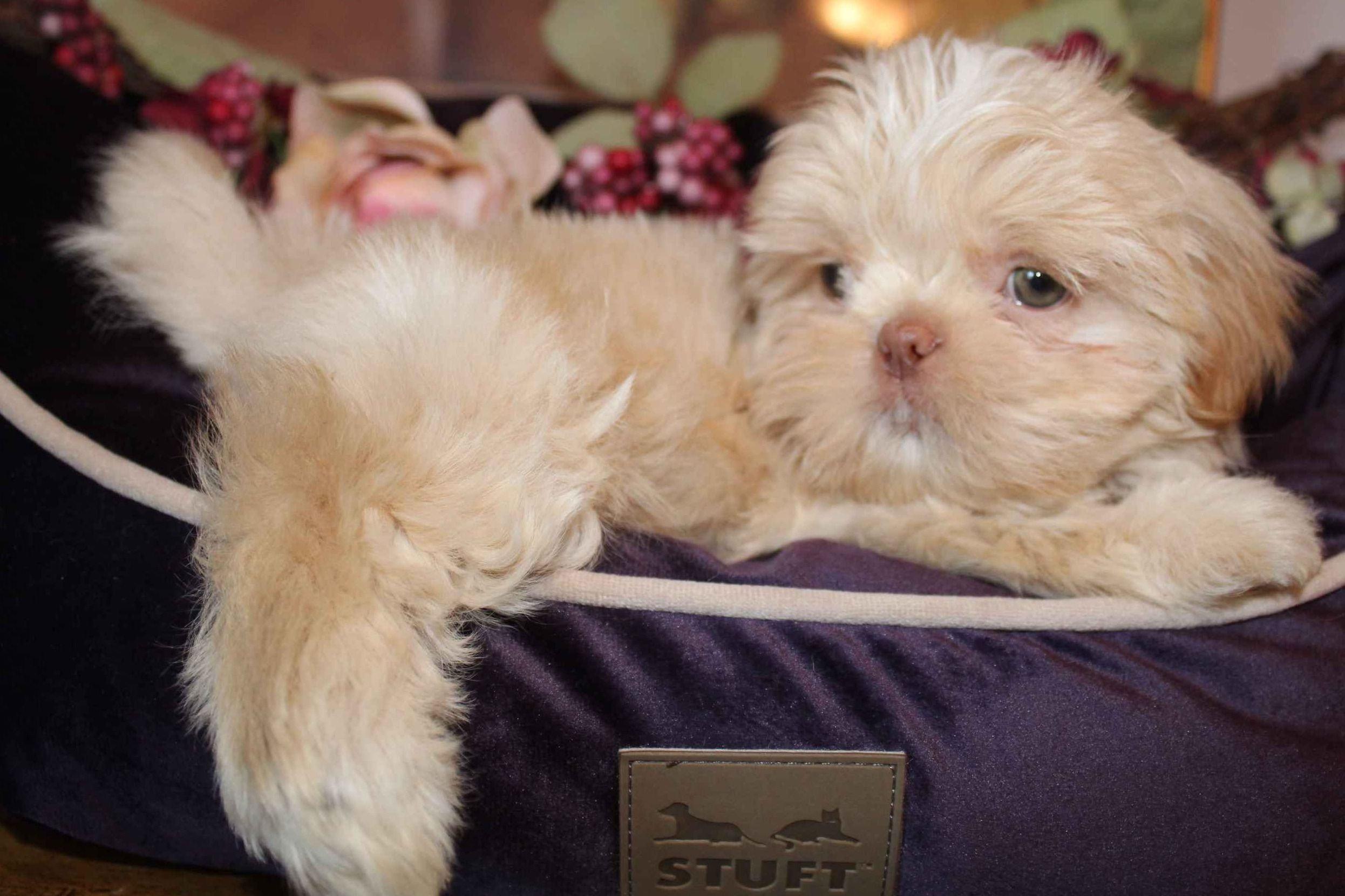 Vickie's Shih Tzus in Texas | Shih Tzu puppies | Good Dog