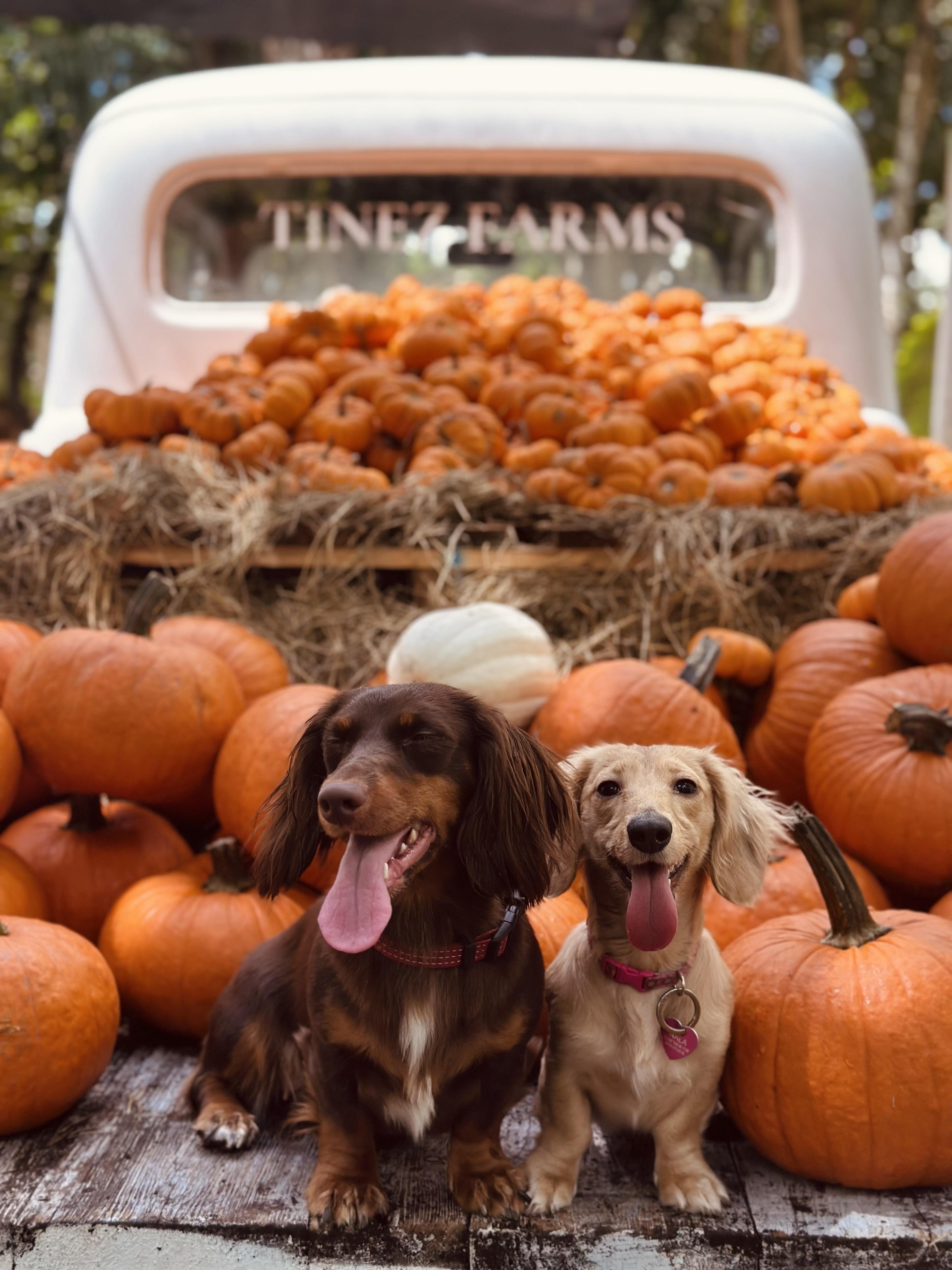 Life With Mini Paws in Florida | Dachshund puppies | Good Dog