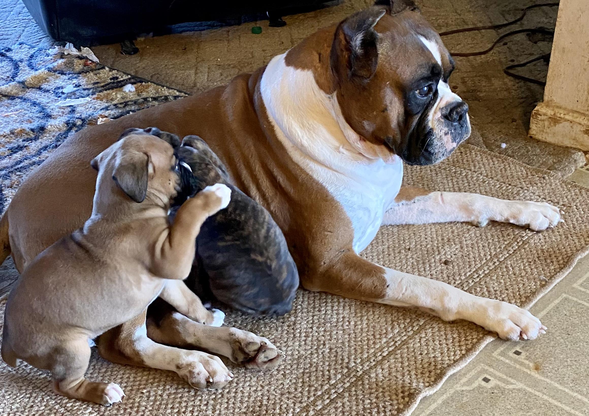 Sisco Boxers Tennessee in Tennessee | Boxer puppies | Good Dog