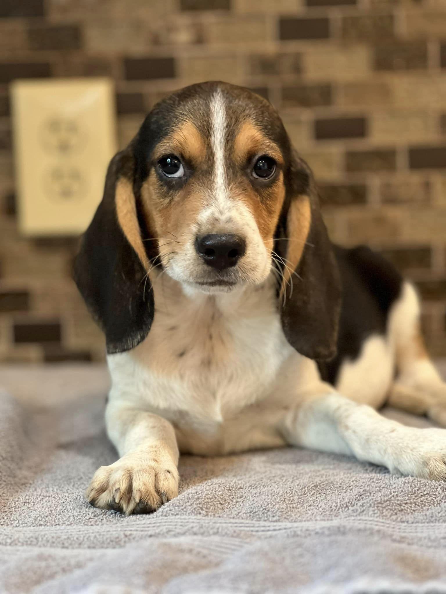 Hotel Creek Kennel in New York | Beagle puppies | Good Dog
