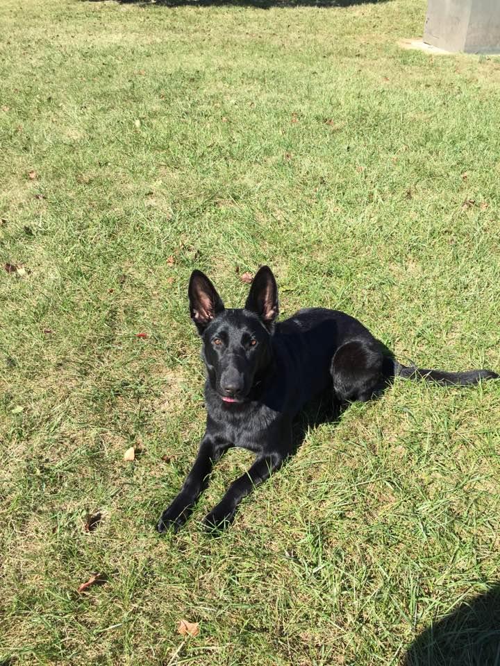 Trinity German Shepherd Dogs in Virginia | German Shepherd puppies ...