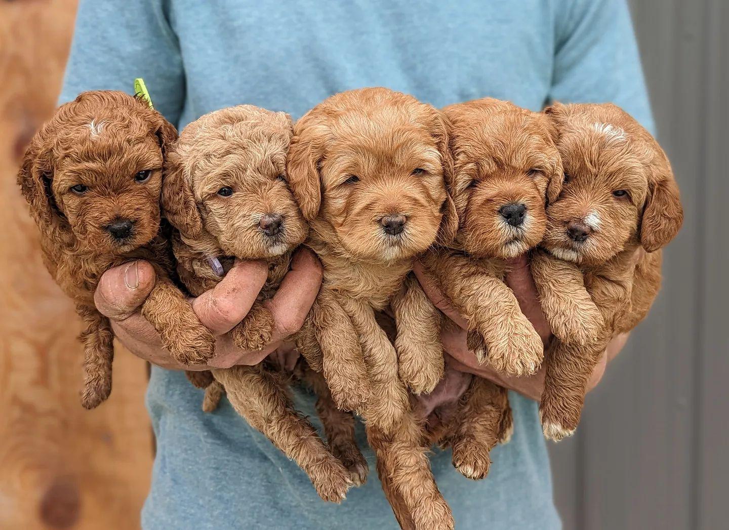 Copper Mini Labradoodles in Pennsylvania | Labradoodle puppies | Good Dog