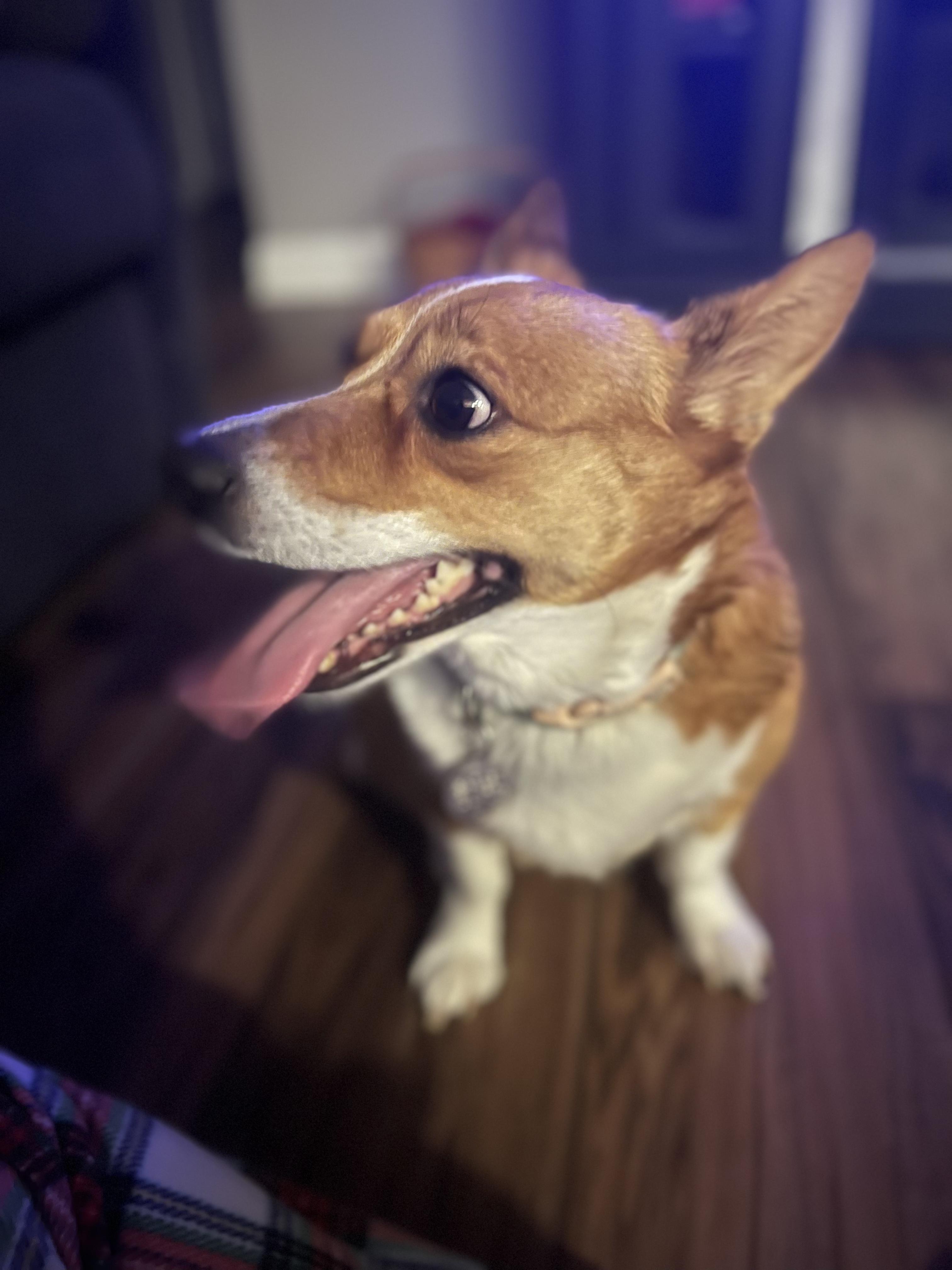 Brave Country Kennels in Indiana | American Corgi, Deutsch-Drahthaar or ...