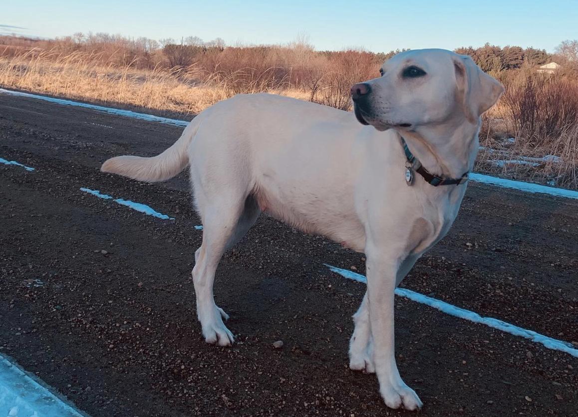 Northern Retrievers in Minnesota | Labrador Retriever puppies | Good Dog