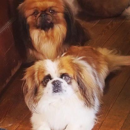 Deena Wood's Pekingese in Virginia | Pekingese puppies | Good Dog