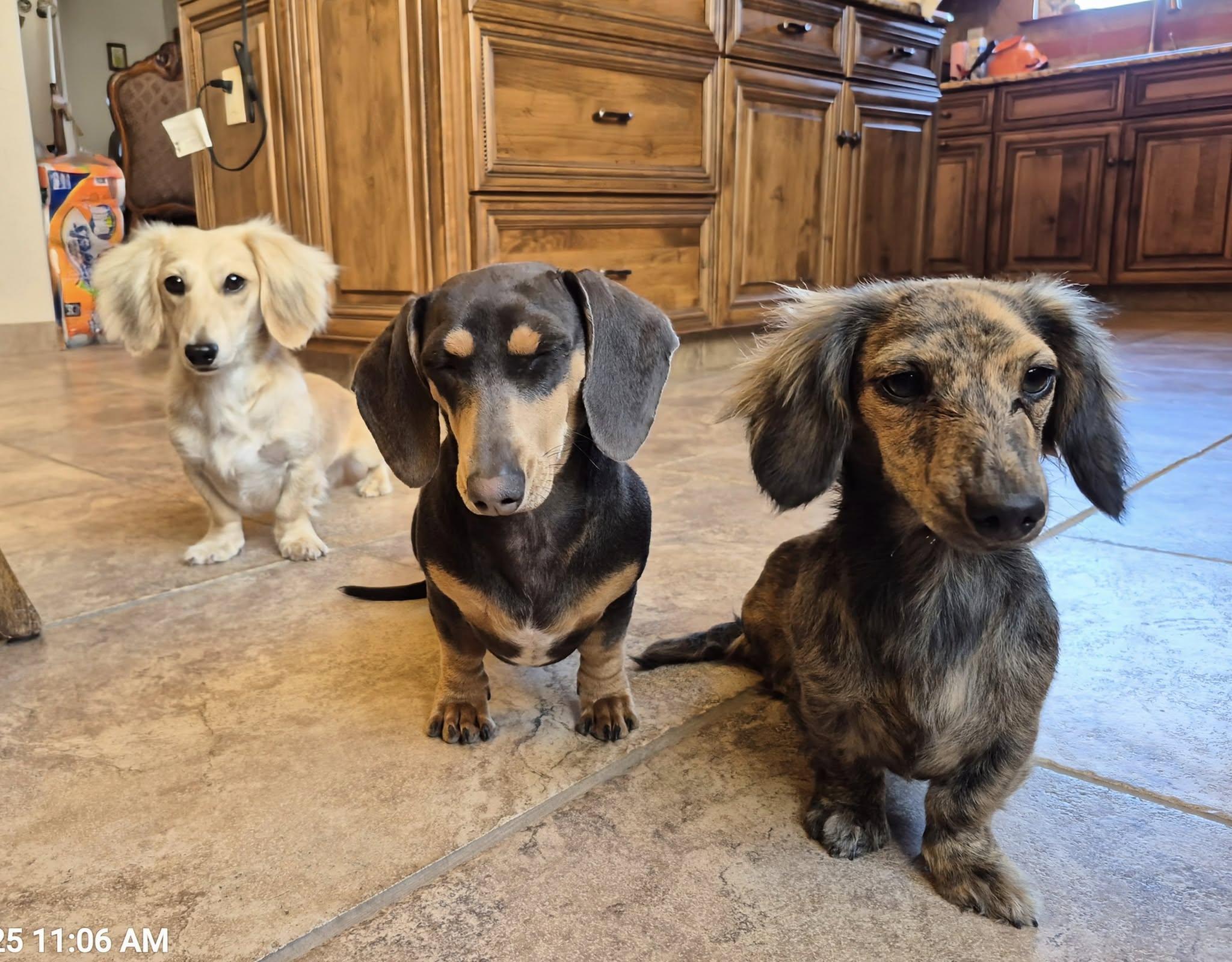 The Dachshund Den in New Mexico | Dachshund puppies | Good Dog