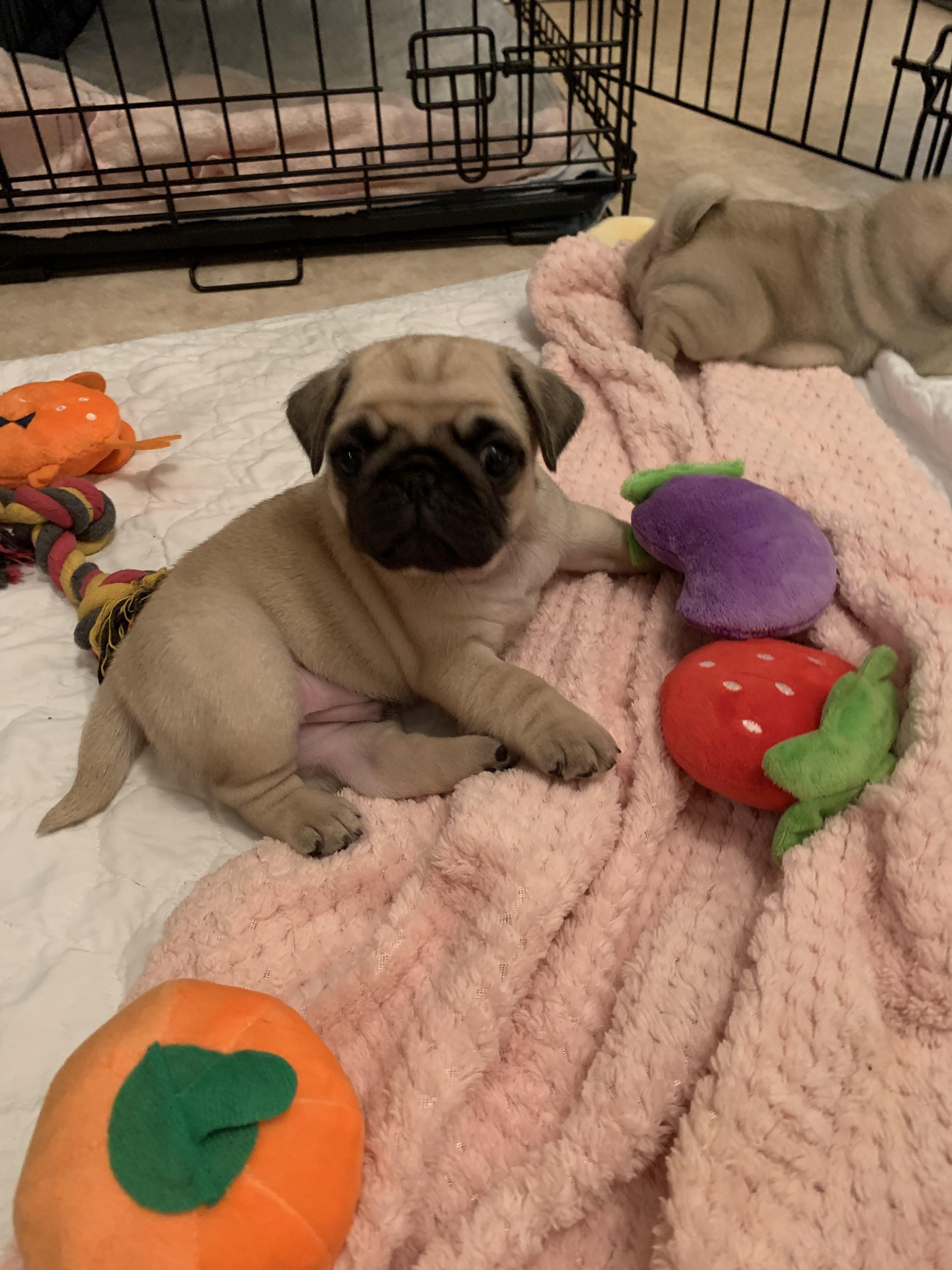 Living the Dream Pugs of Jacksonville Florida in Florida | Pug puppies ...