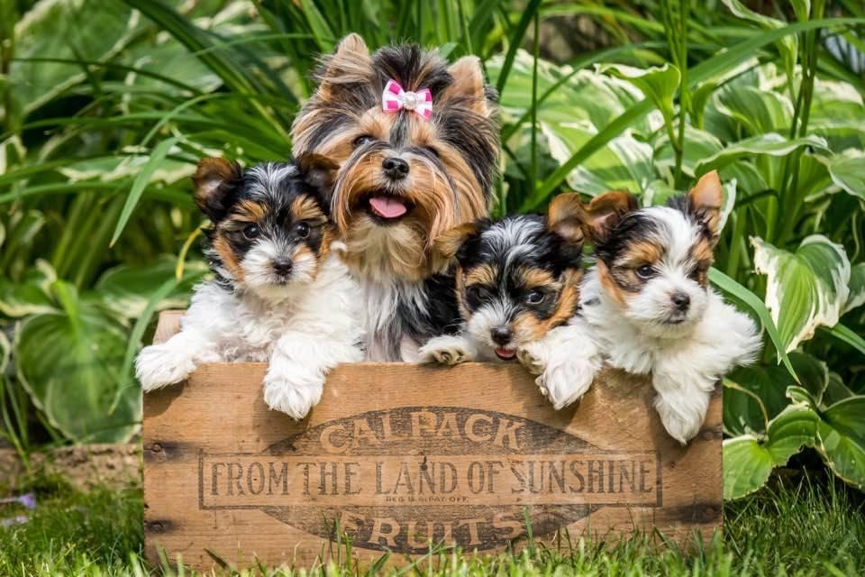 Crowning Glory Parti Yorkies in Minnesota | Yorkshire Terrier puppies ...