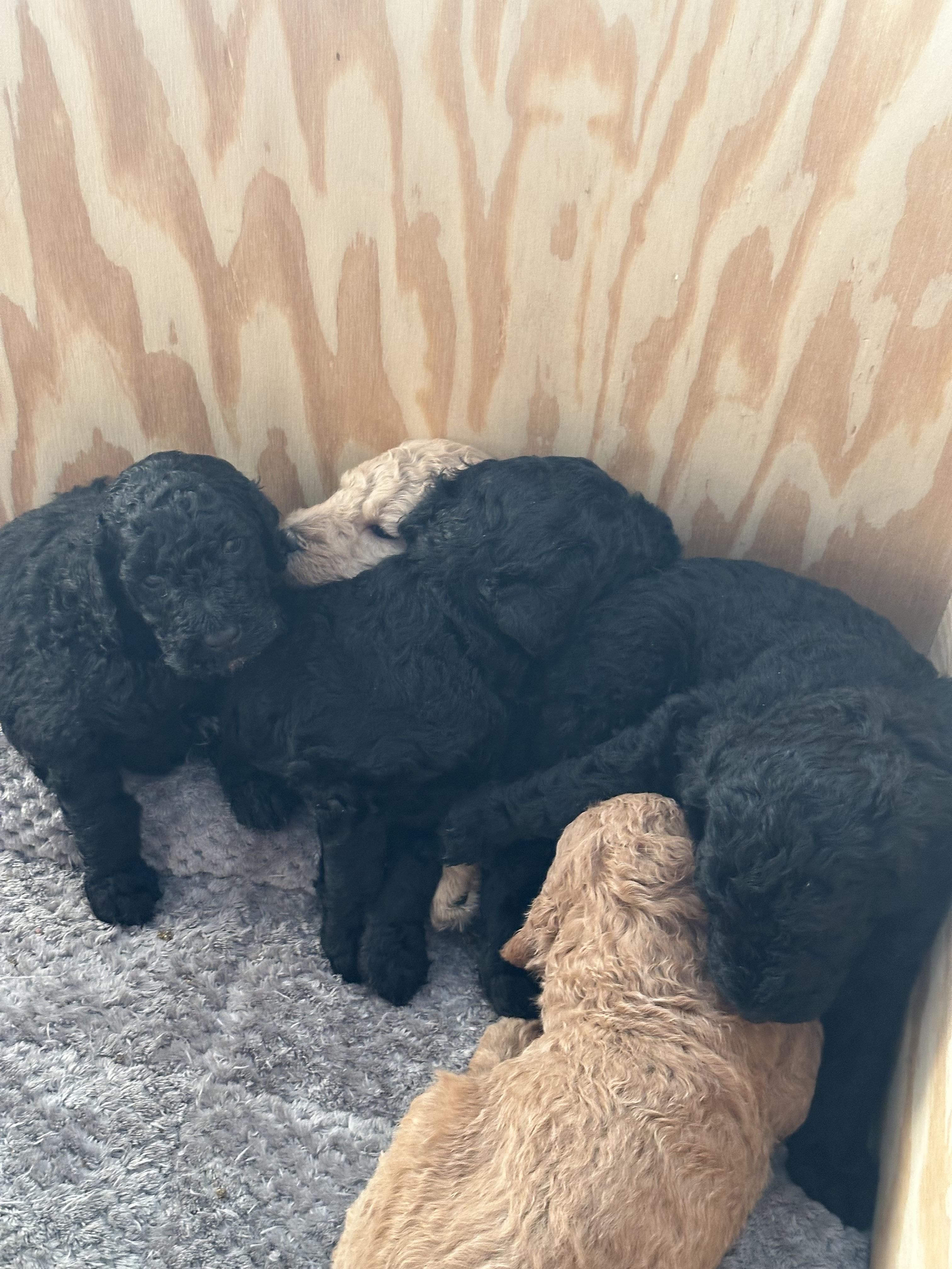 Pine Street Poodles in Texas | Poodle puppies | Good Dog