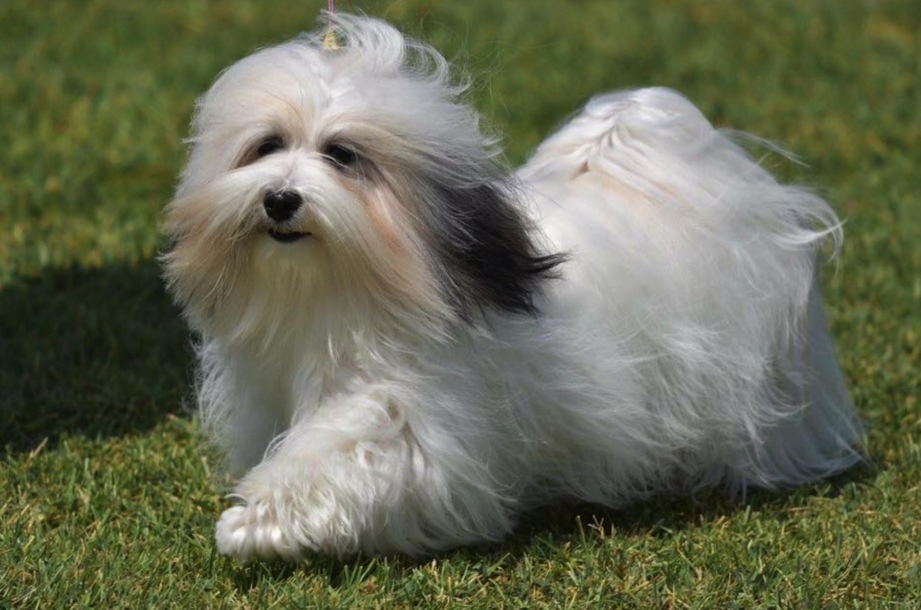 Dearheart Havanese in Virginia | Havanese puppies | Good Dog