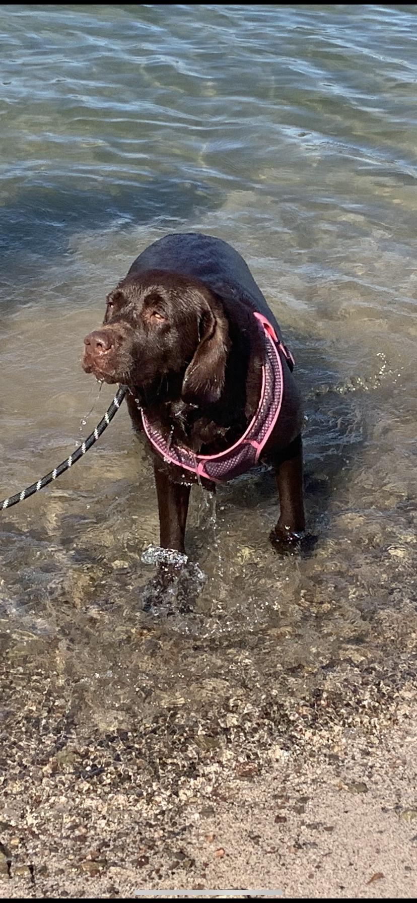 Cozy Acres Farm Labradors in California | Labrador Retriever puppies ...