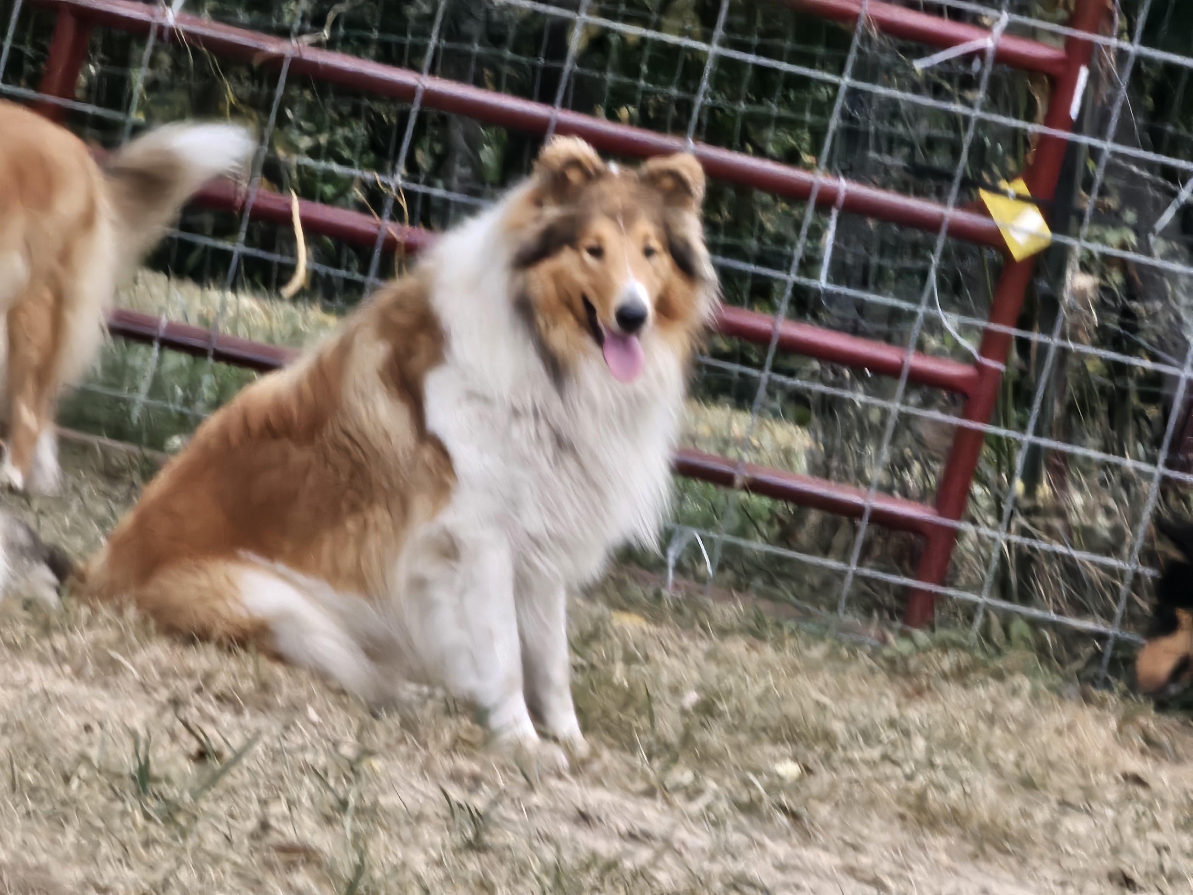 Mountain View Collies in Virginia | Collie puppies | Good Dog