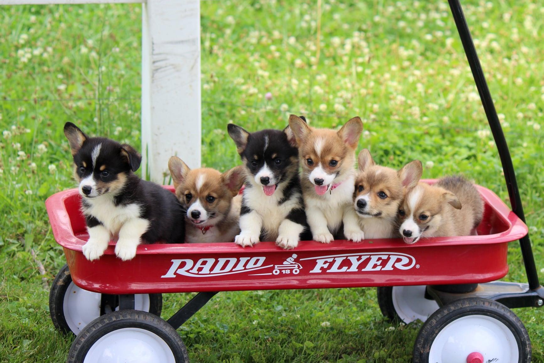 Lapp Livestock Farm Corgi's in Kansas | Pembroke Welsh Corgi puppies ...
