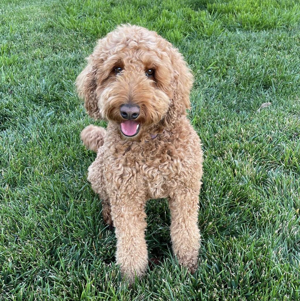 Wasatch Mini Doodles in Utah | Goldendoodle puppies | Good Dog