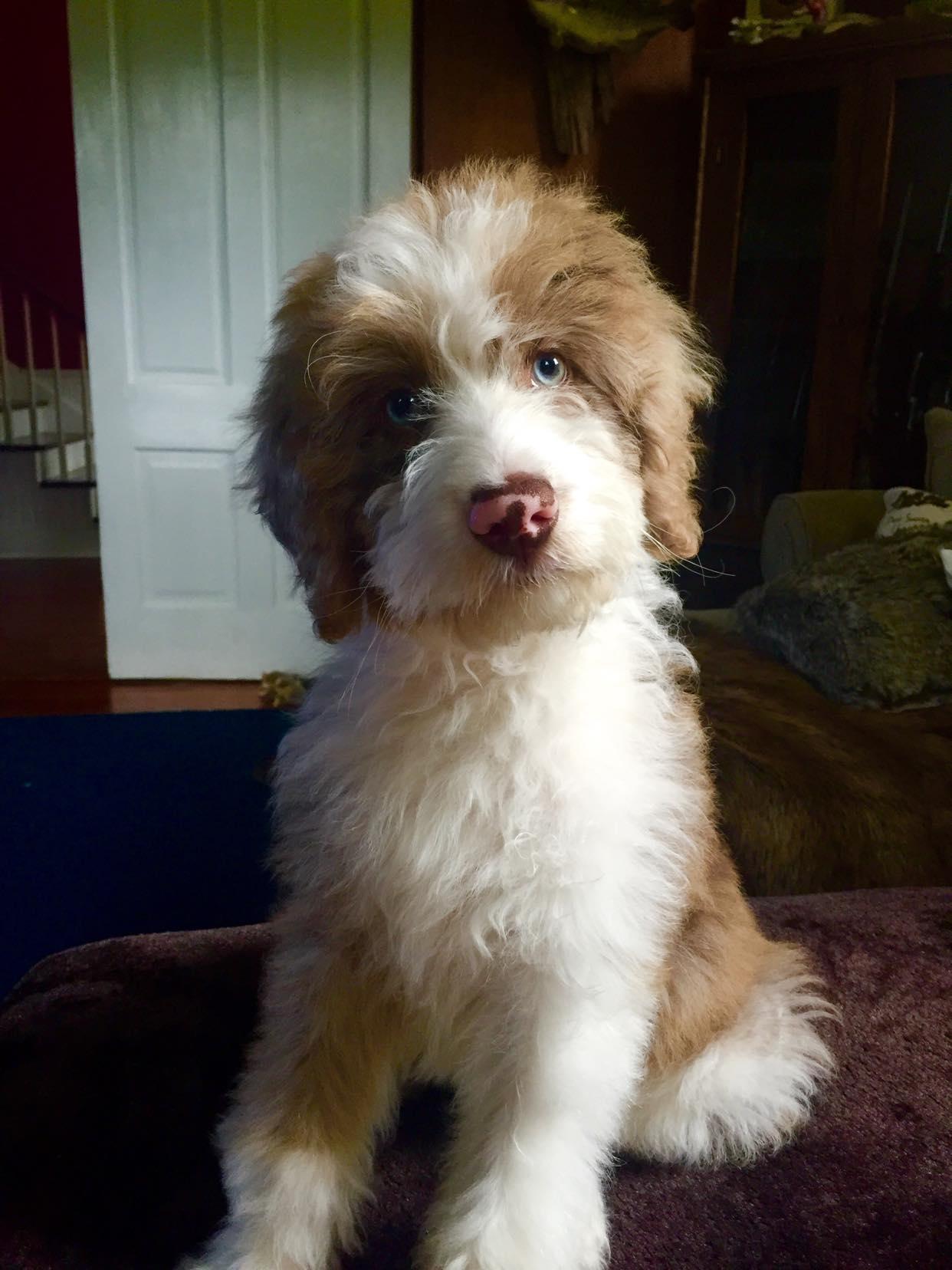 Boujie Doodles and Poodles in Texas | Goldendoodle, Poodle or ...