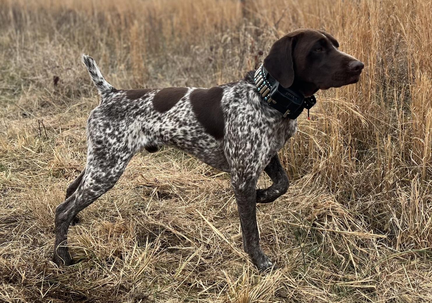 Blue Kai Kennels in Virginia | German Shorthaired Pointer puppies ...