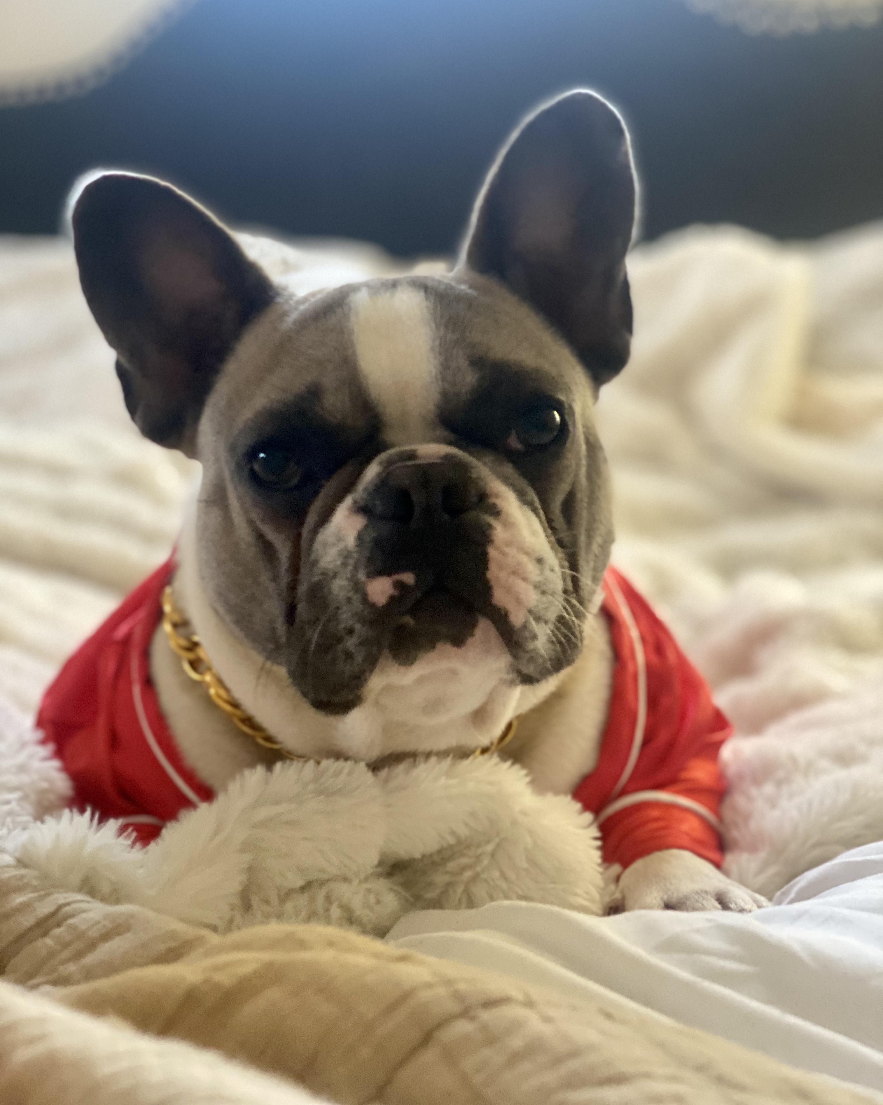Boujie Bullies & Frenchie’s in Tennessee | French Bulldog and American ...