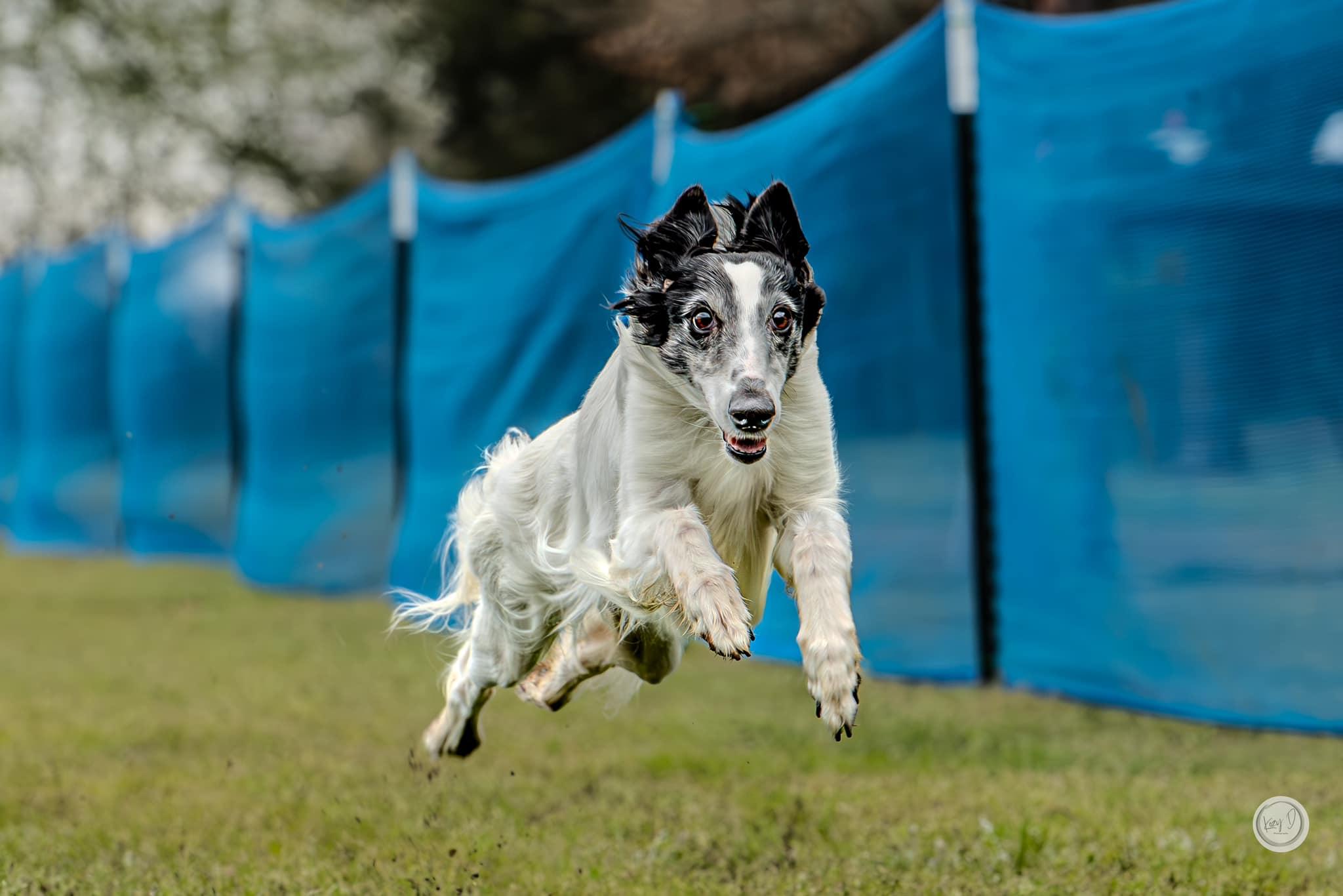 Coda Hounds in Arkansas | Silken Windhound puppies | Good Dog