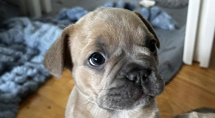 Potty and crate trained Frenchie puppies in New York | French Bulldog ...