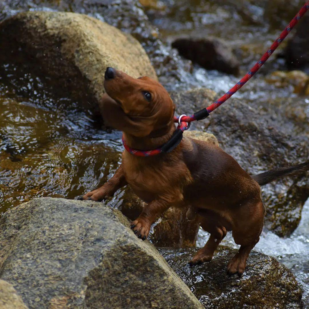 Bulldach Kennels AZ in Arizona | Dachshund puppies | Good Dog