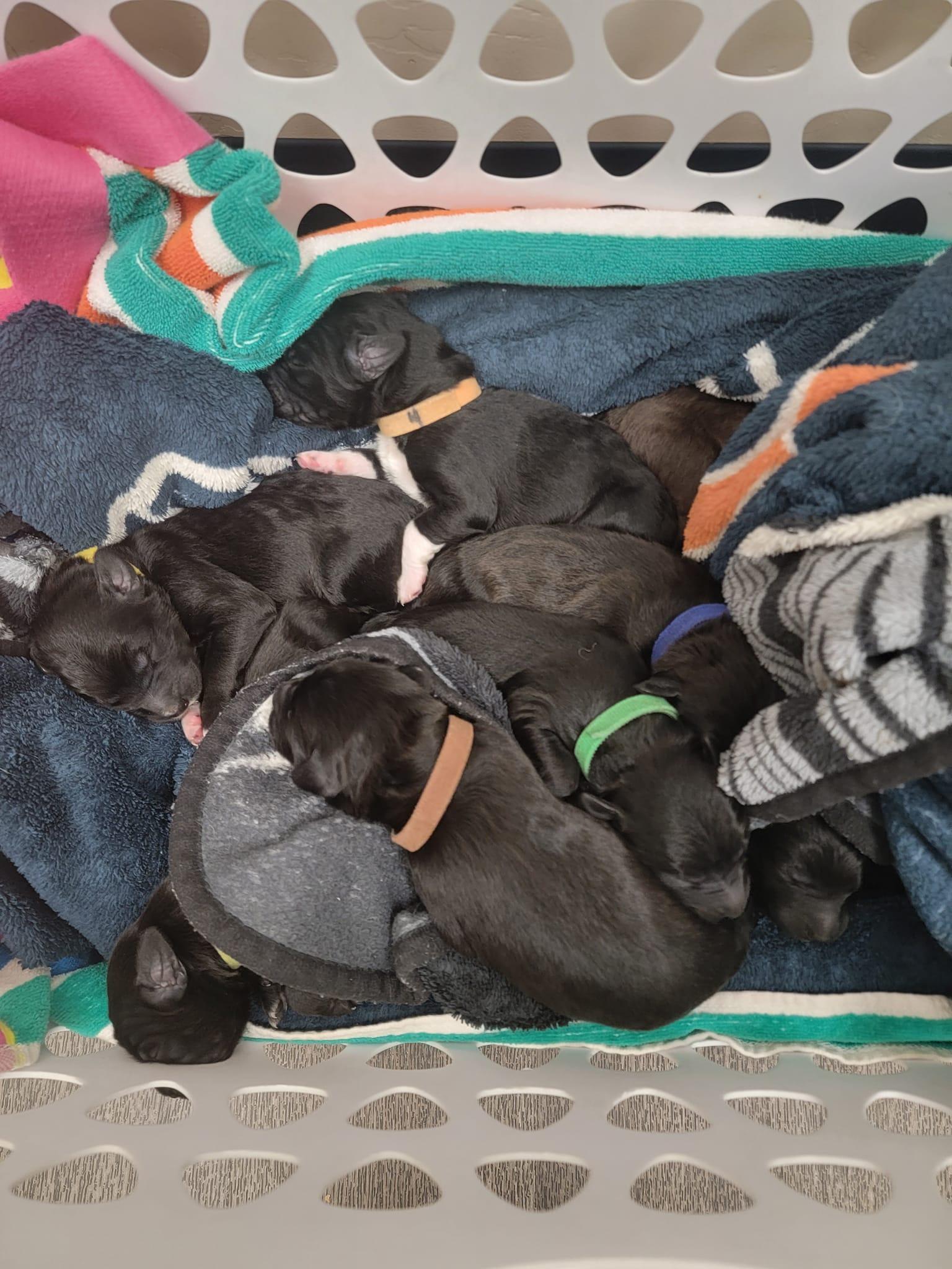 Nighthawk Bordoodles in Colorado | Bordoodle puppies | Good Dog